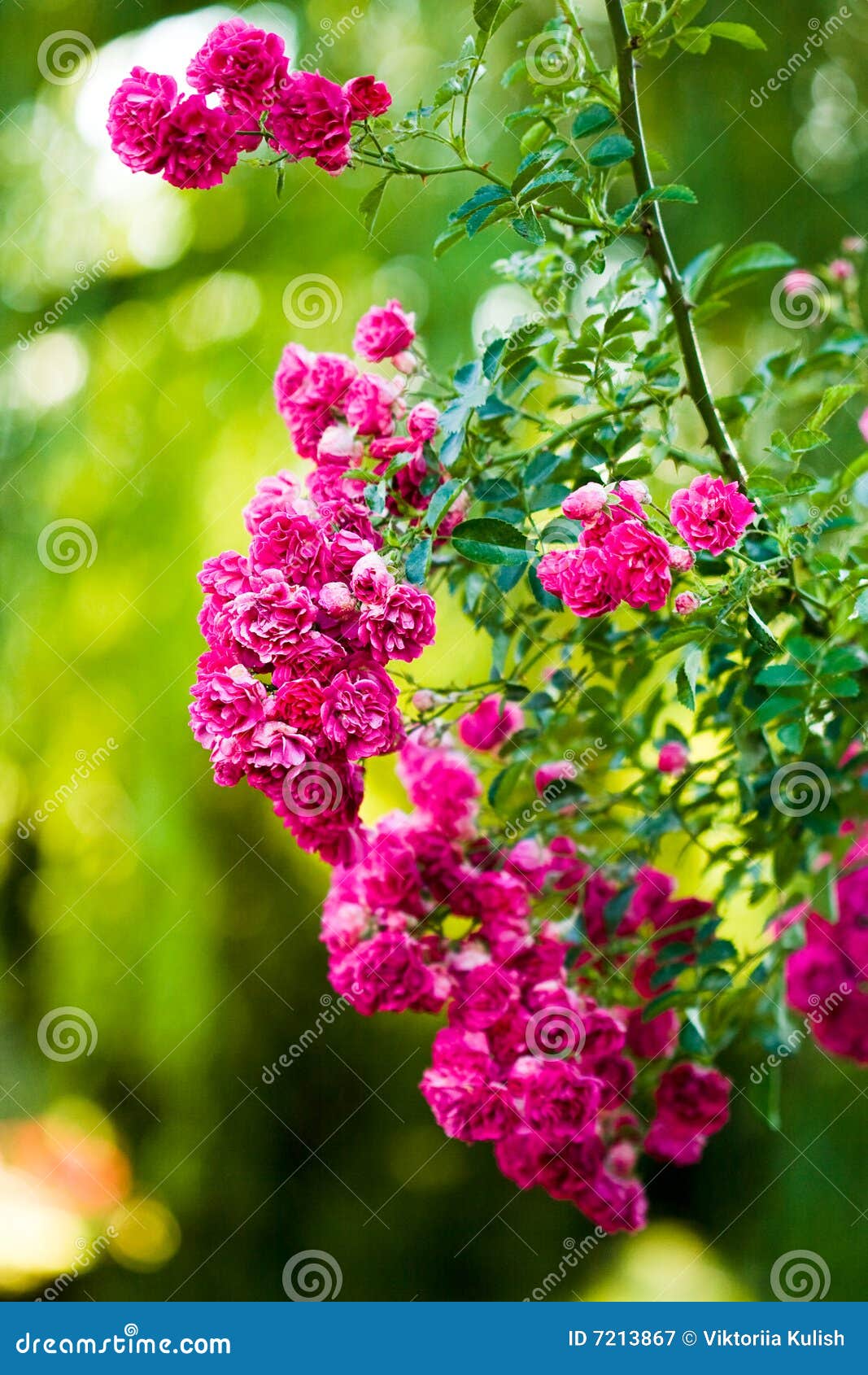 Many pink roses stock image. Image of environment, flowerbed - 7213867