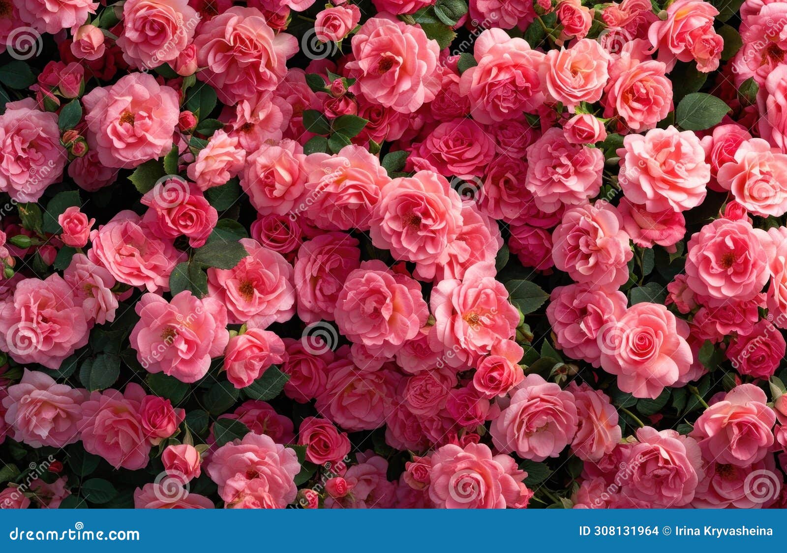 Many Pink Roses Forming a Wall of Roses Stock Photo - Image of setting ...