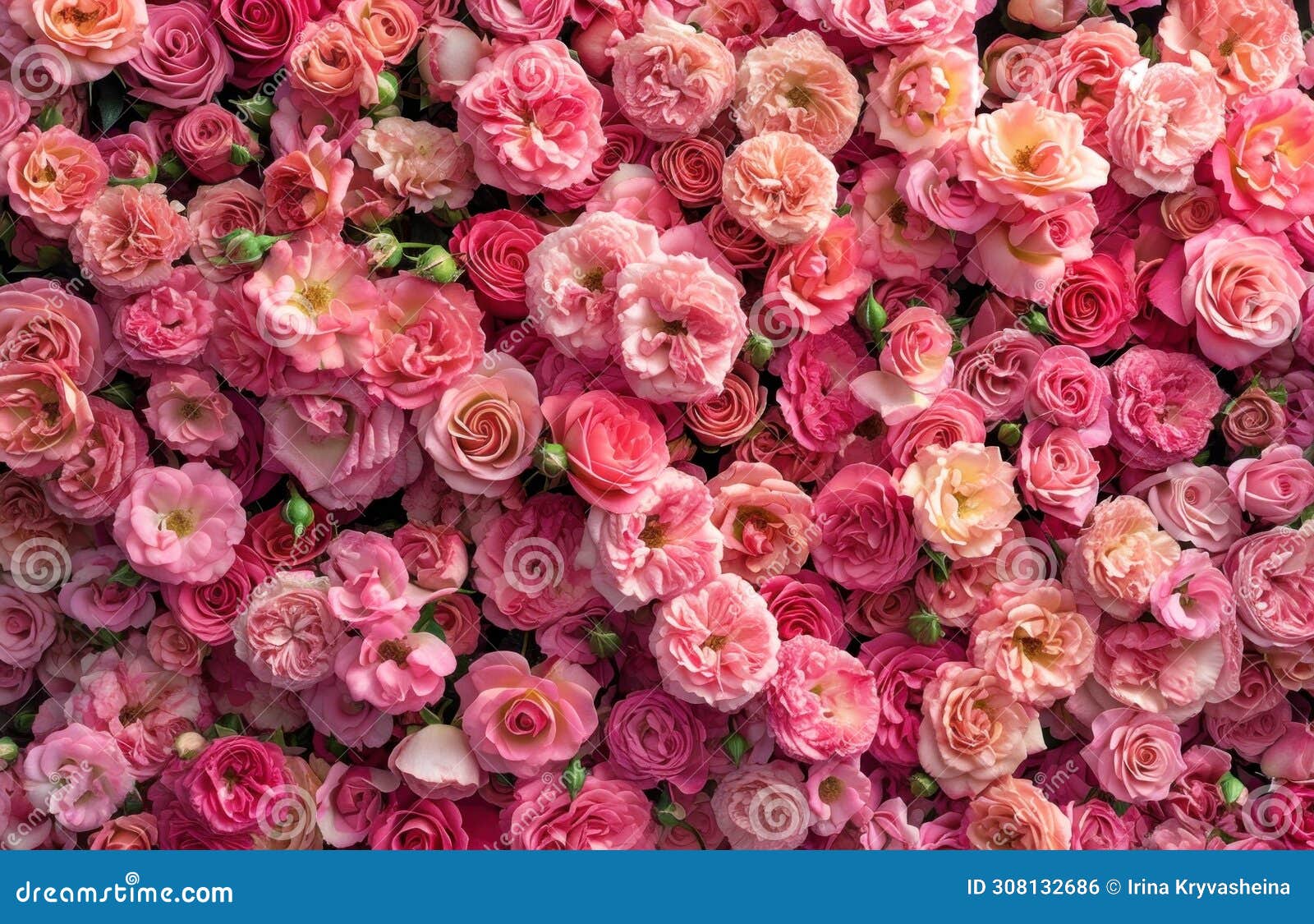 Many Pink Roses Forming a Wall of Roses Stock Photo - Image of delicate ...