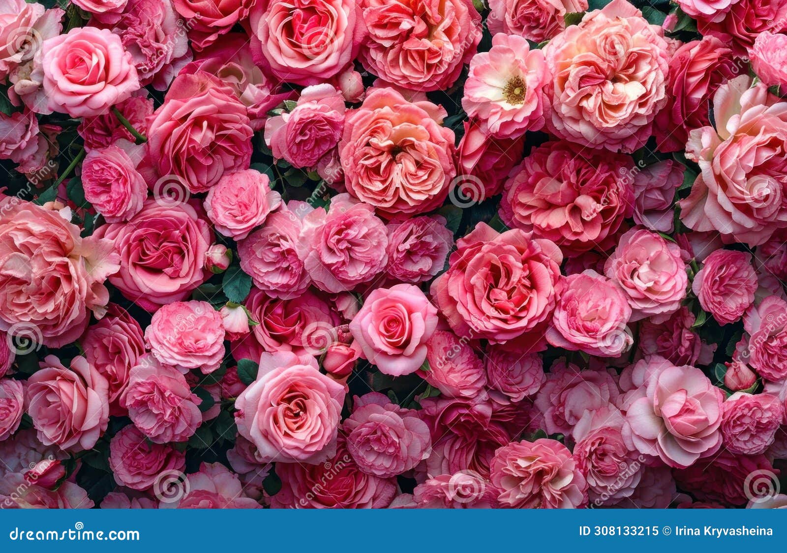 Many Pink Roses Forming a Wall of Roses Stock Image - Image of serene ...