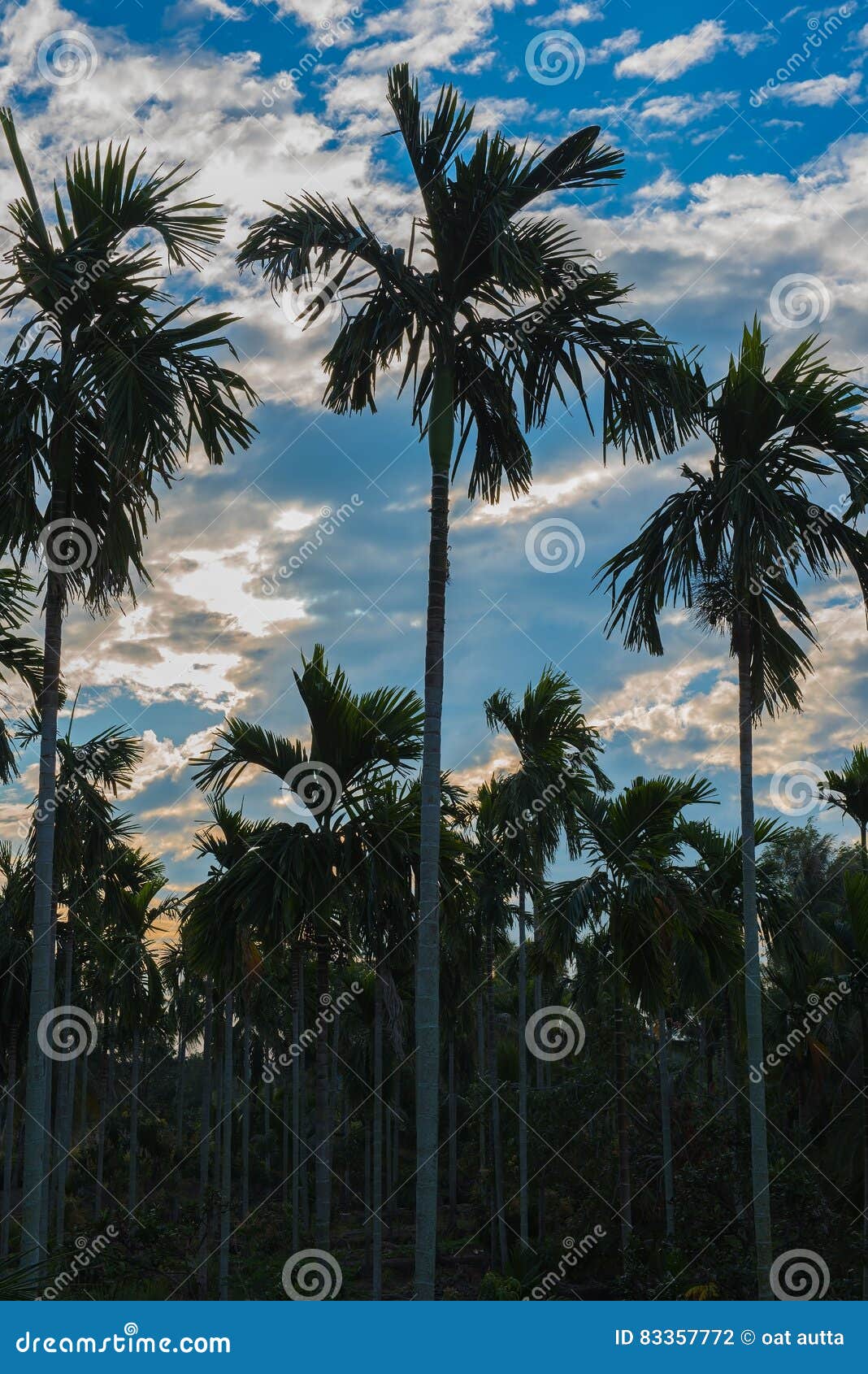 Many Plant Palm Trees in the Garden in the Morning . Stock Photo ...
