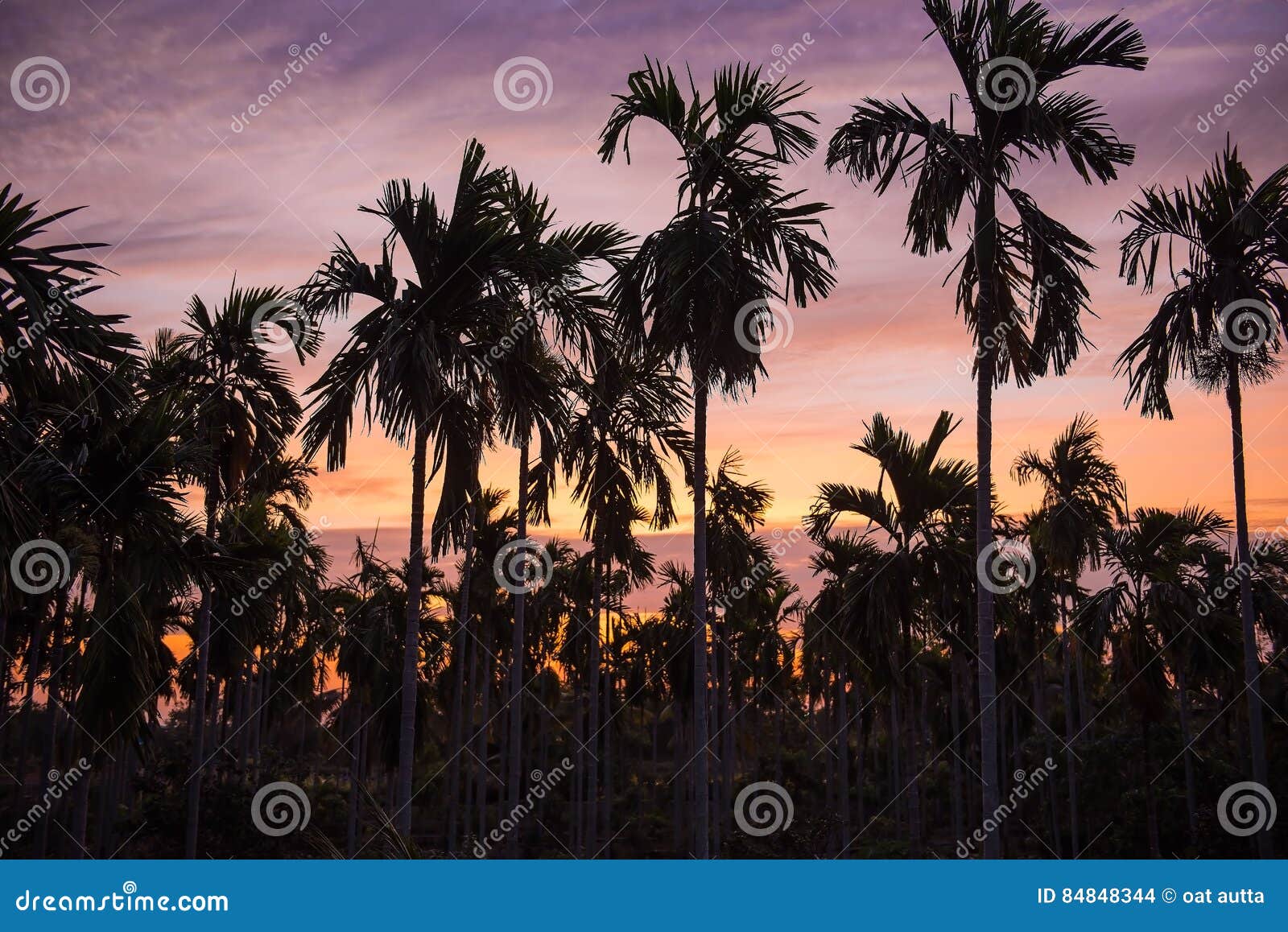 Many Plant Palm Trees in the Garden in the Morning . Stock Photo ...