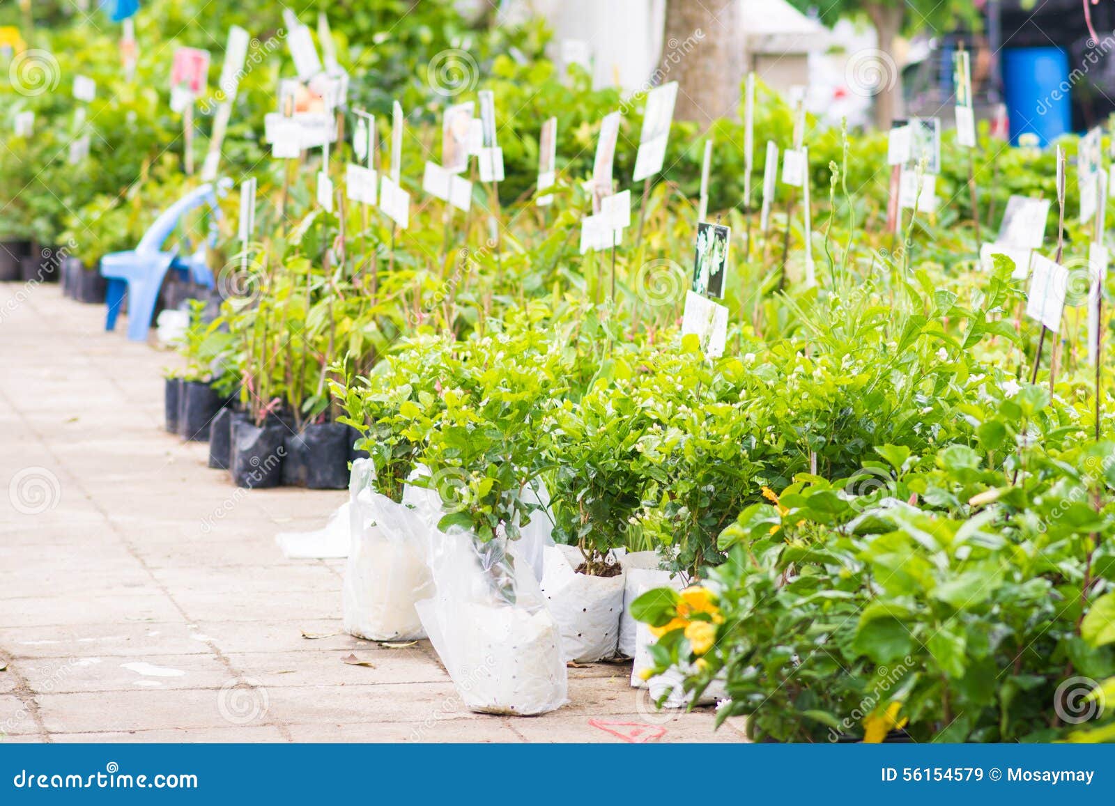 So Many Plants in Tree Market Stock Image - Image of grow, market: 56154579