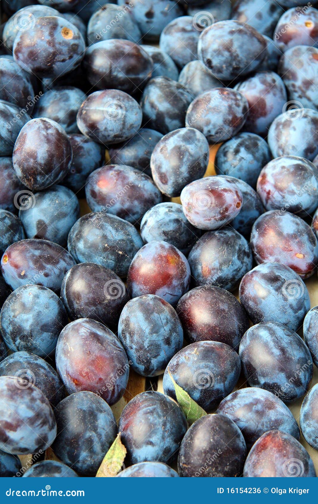 Many plums stock photo. Image of drinks, descriptive - 16154236