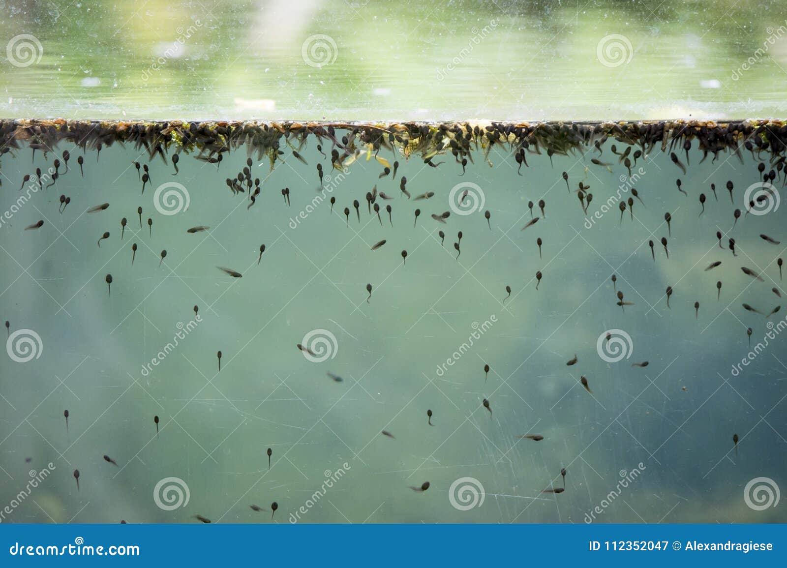 Many polliwogs in a pond stock image. Image of batrachian - 112352047