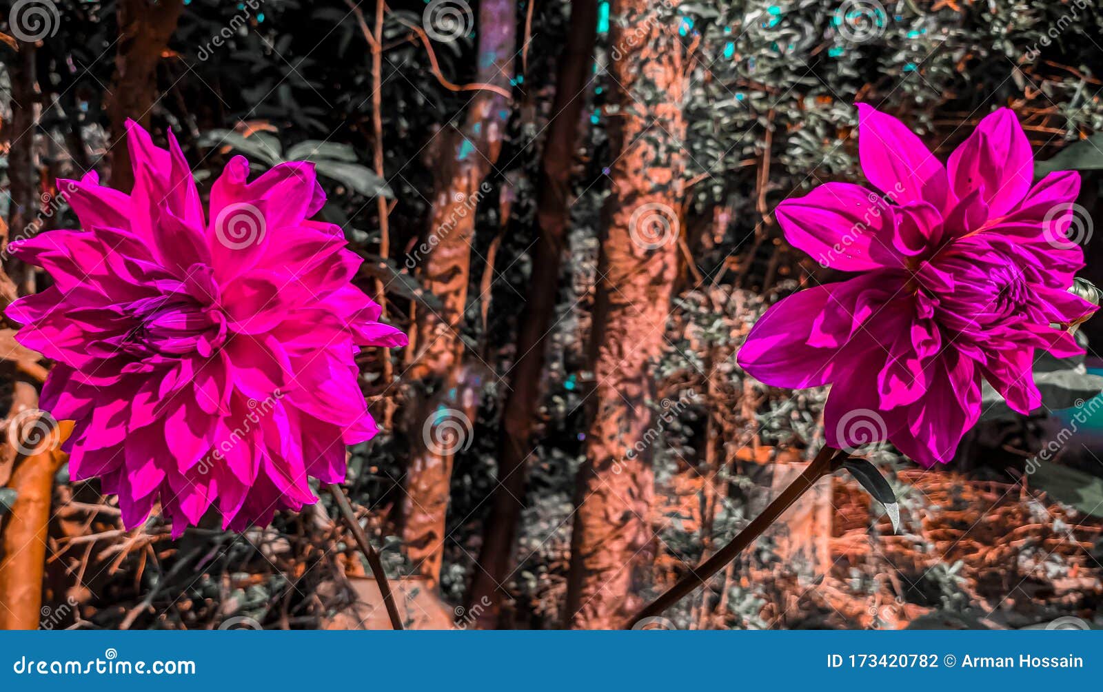 Many Pretty Two Rose Flowers Stock Photo - Image of lake, organic ...