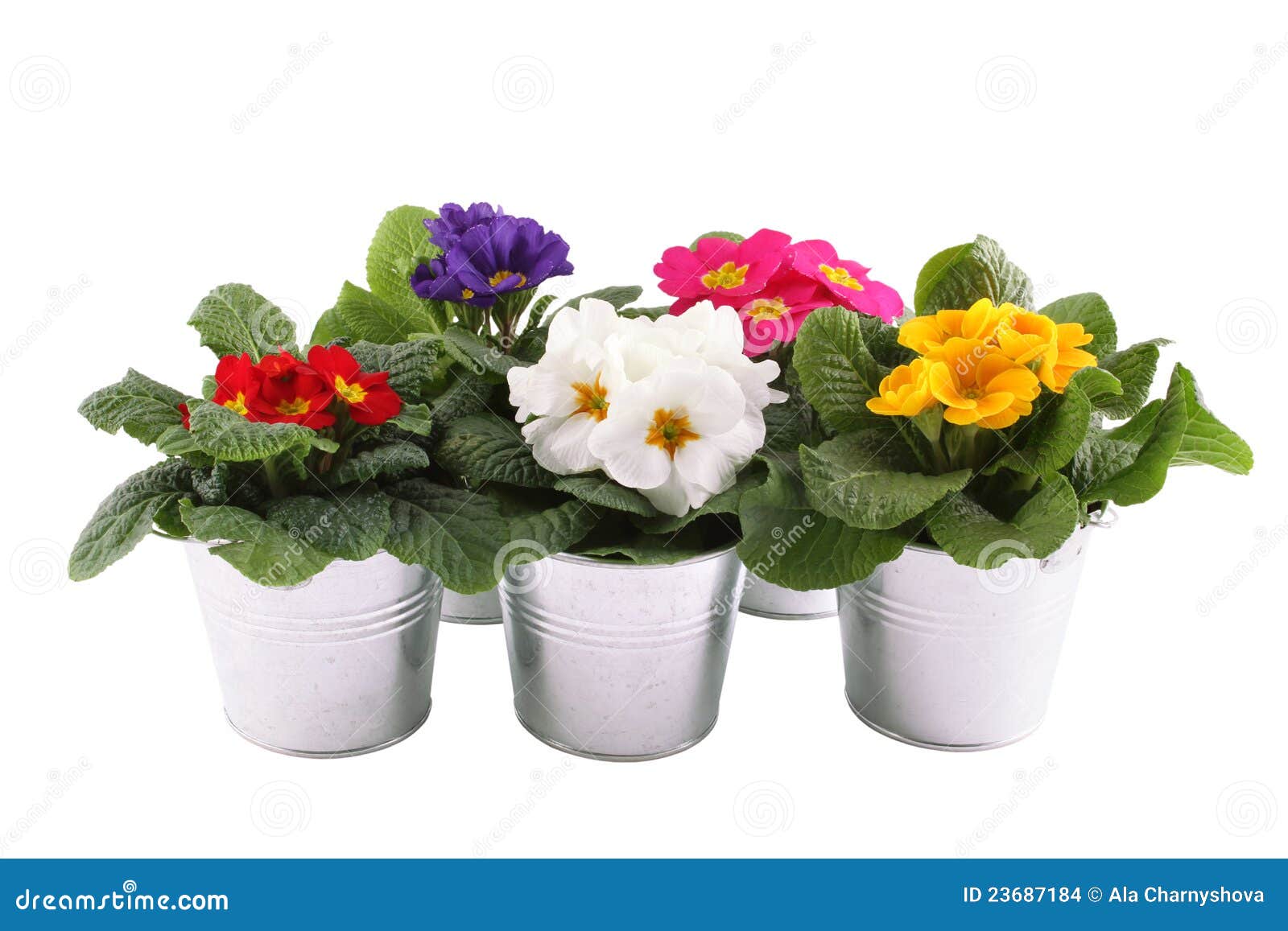 Many Primrose Potted Plants Stock Photo - Image of ornamental, studio ...
