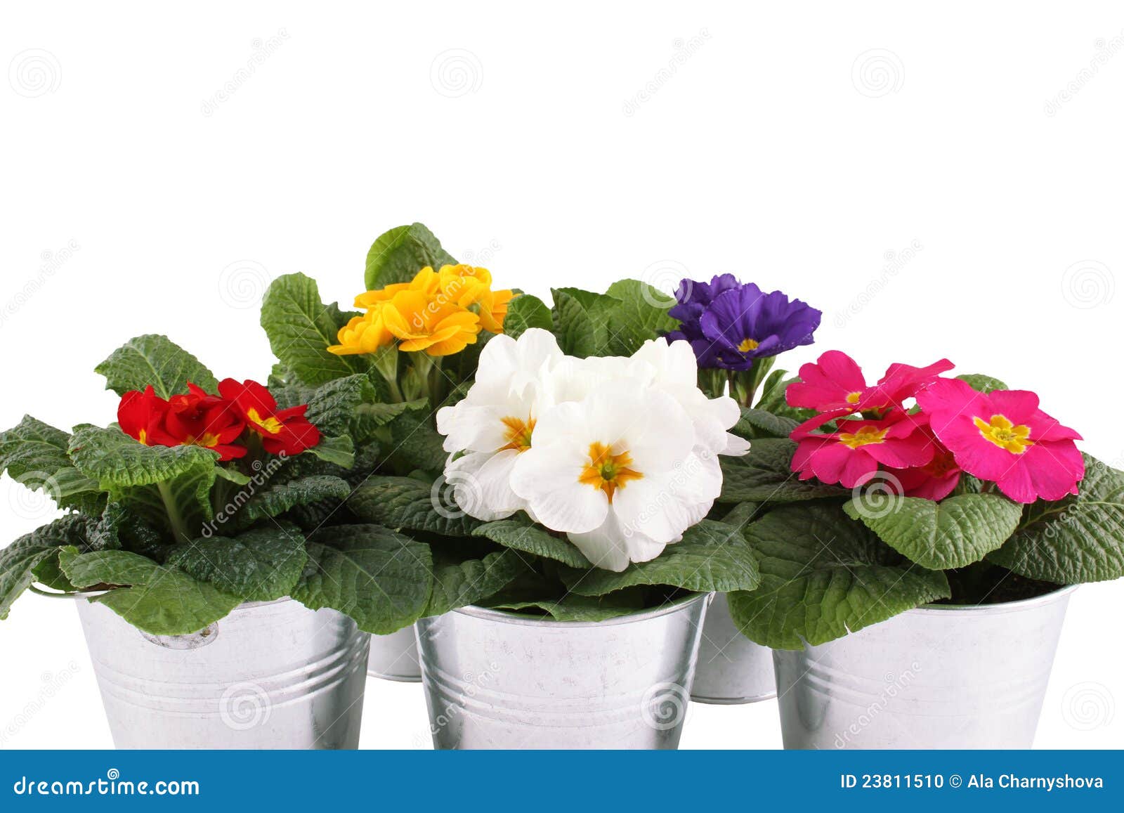 432 Red Yellow Primrose Potted Plant Stock Photos - Free & Royalty-Free ...