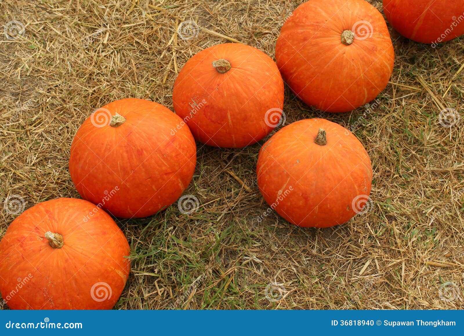 Many pumpkin stock photo. Image of food, ornamental, nature - 36818940