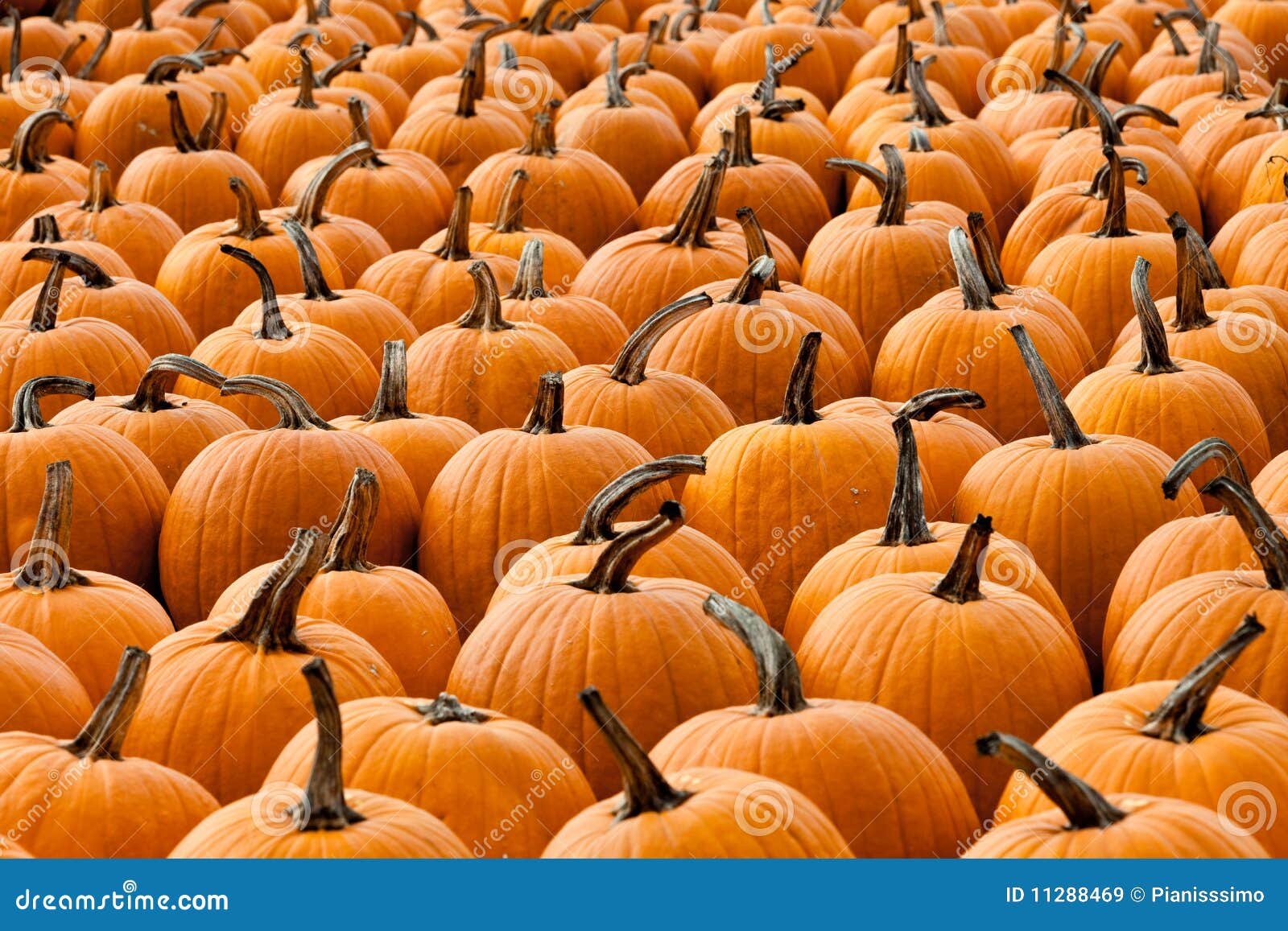 Many pumpkins stock image. Image of orange, choose, pumpkins - 11288469