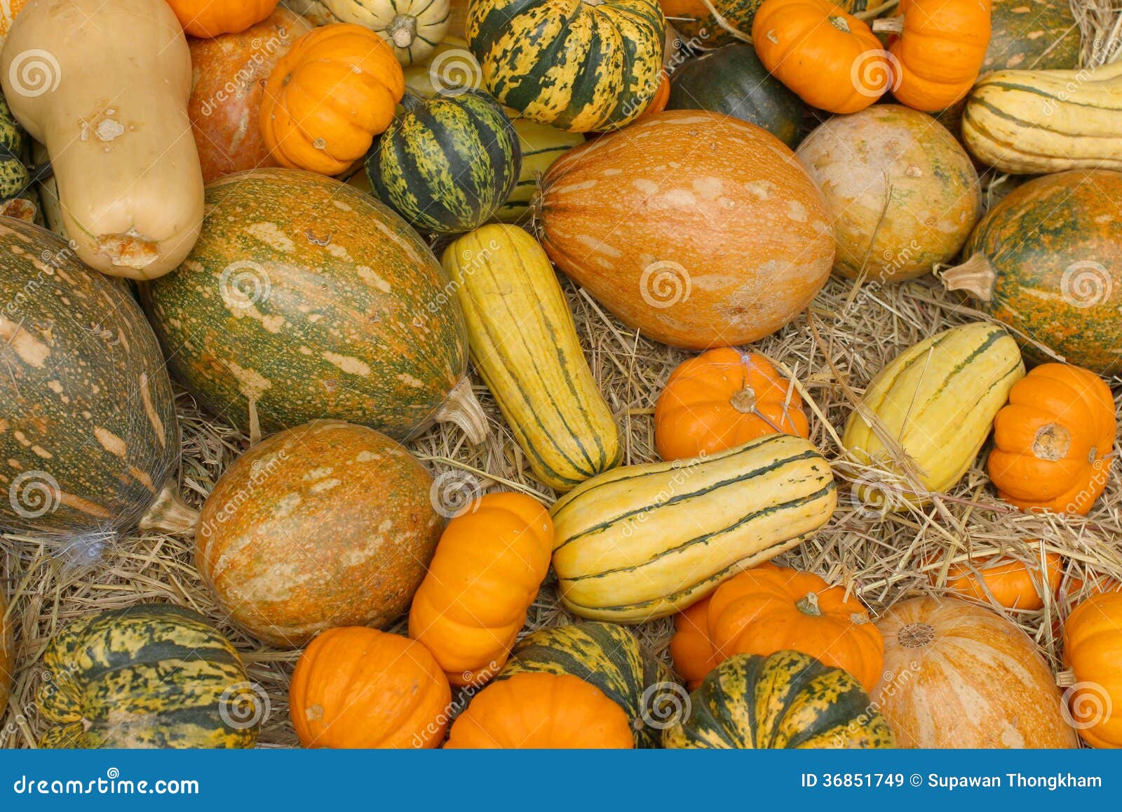 The many pumpkins stock image. Image of harvest, pumpkin - 36851749