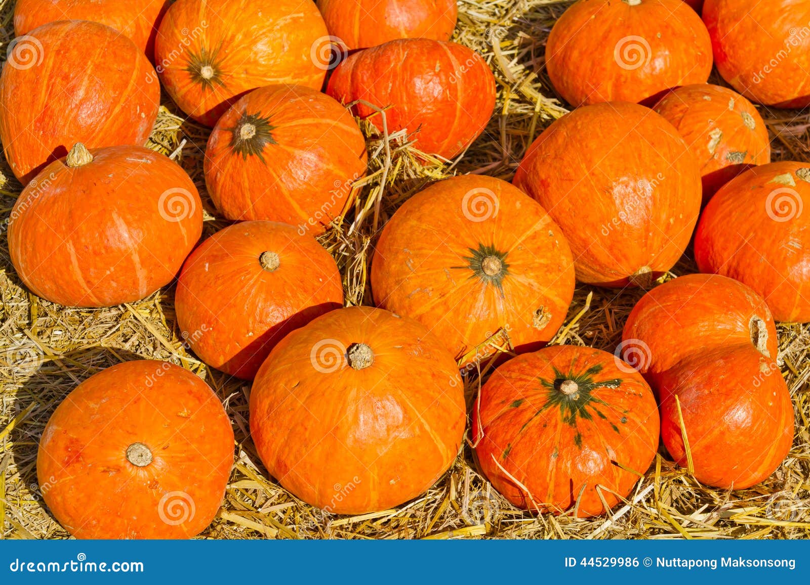 Many of the pumpkins stock photo. Image of colour, backgrounds - 44529986