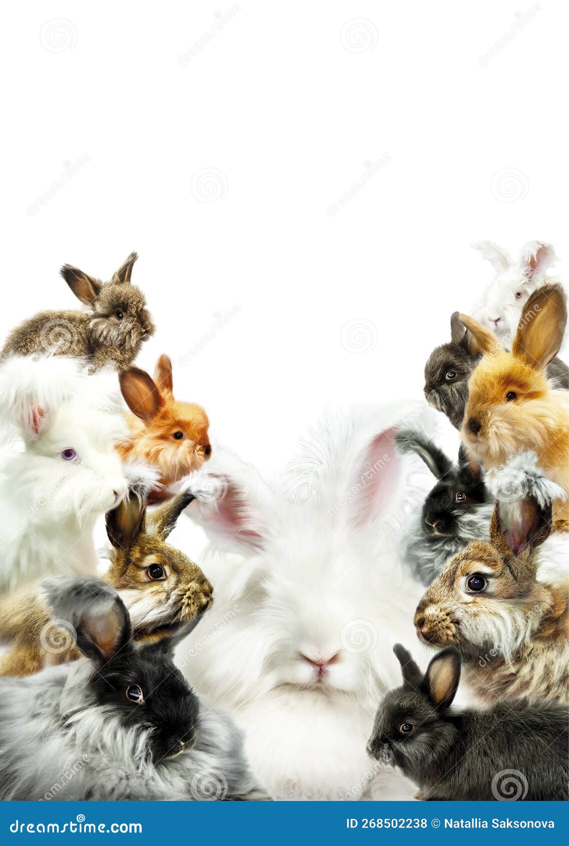 Many Rabbits of Different Colors, Isolate White, Postcard, Vertically ...