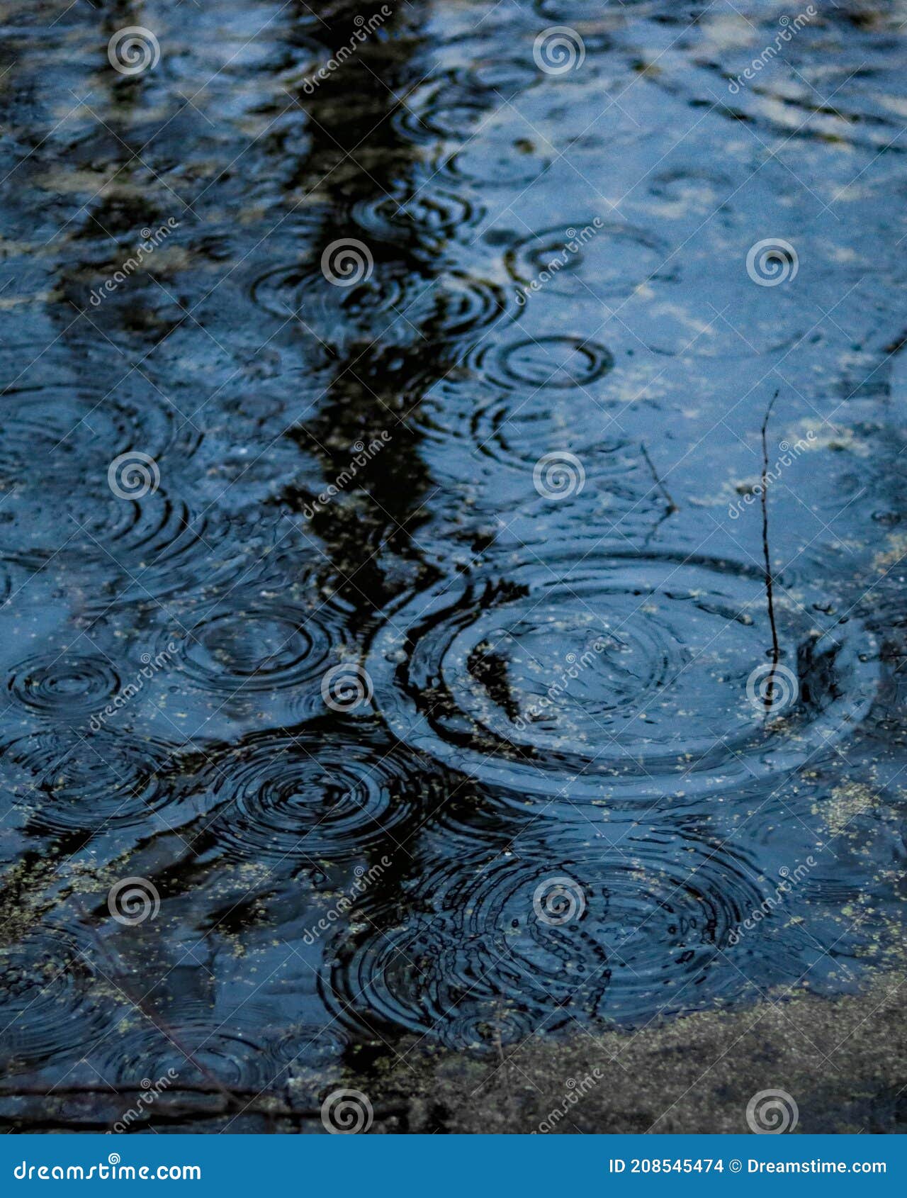 Rain puddles in a pond stock photo. Image of rainpuddles - 208545474