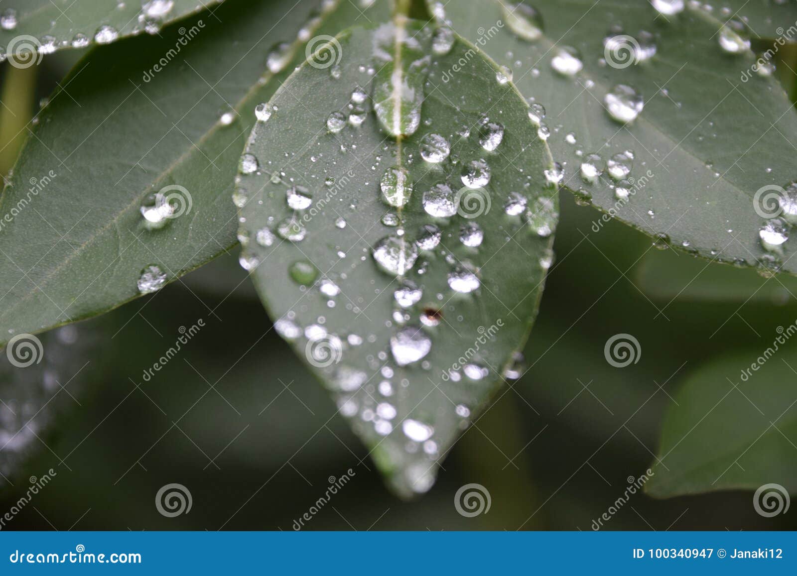 Raindrops on the leaves stock image. Image of leaves - 100340947