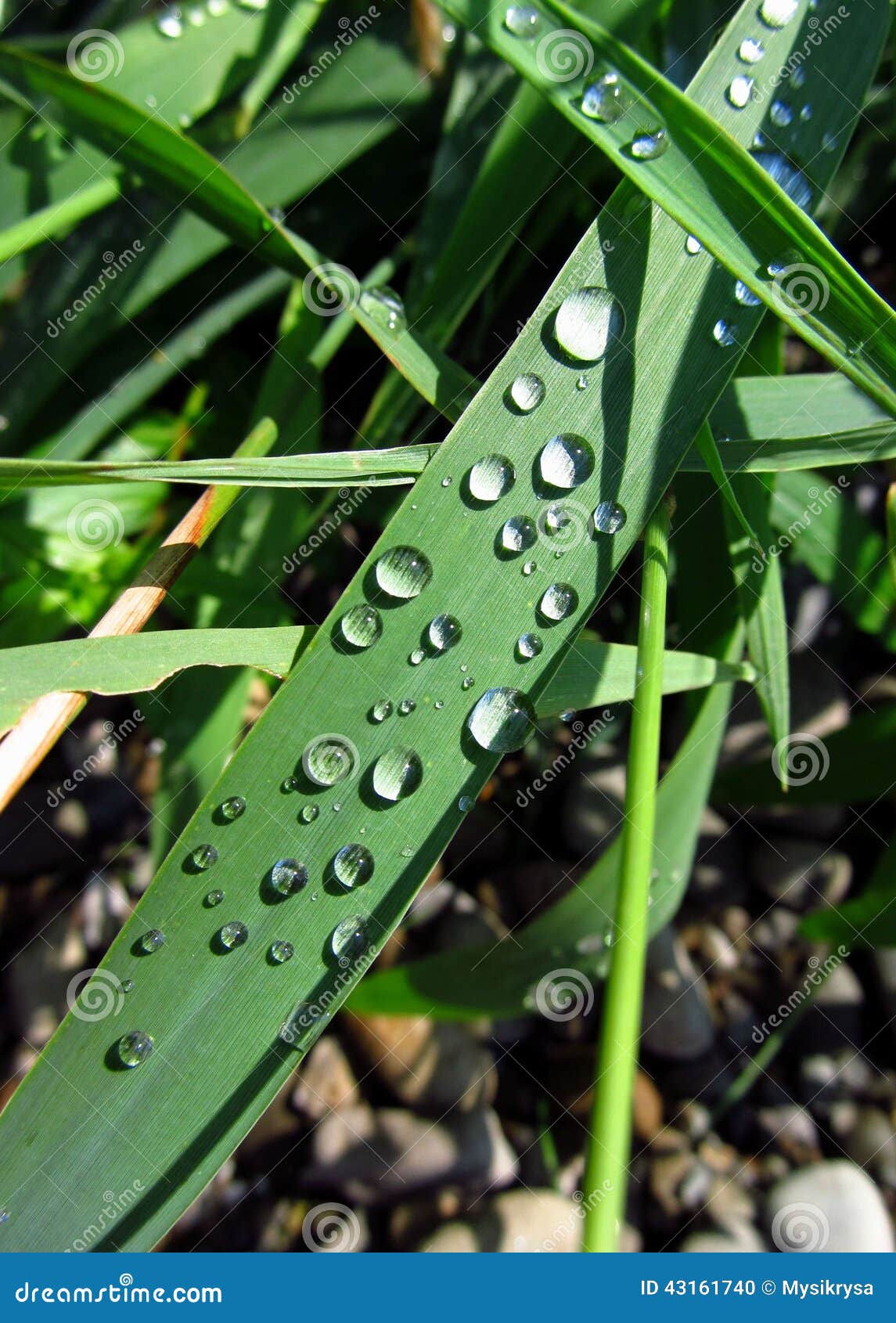 Many raindrops stock photo. Image of water, nature, drops - 43161740