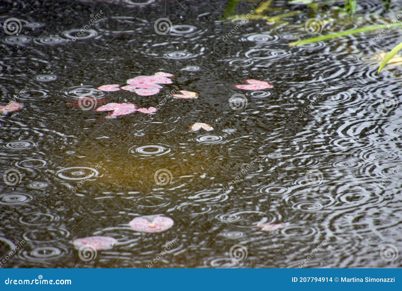 Many Raindrops on Water Surface Stock Photo - Image of raindrop, green ...