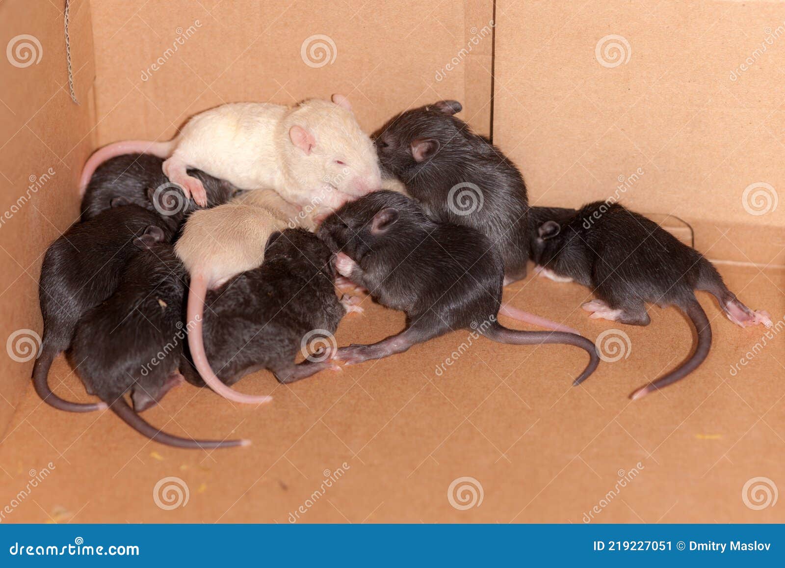 Many rat babies stock image. Image of pets, beauty, black - 219227051