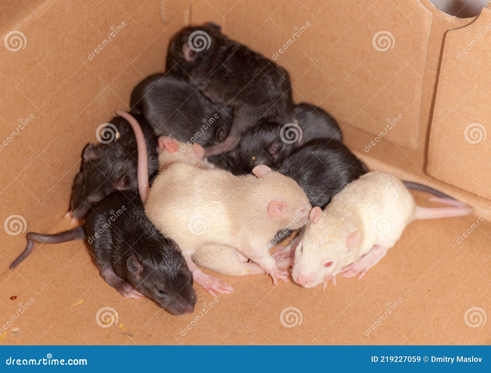 Many Rats Are Sleeping, Resting And Eating Royalty-Free Stock Photo ...