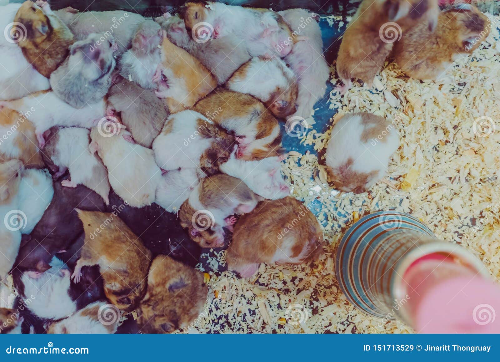 Many Rats are Sleeping, Resting and Eating Stock Image - Image of mouse ...