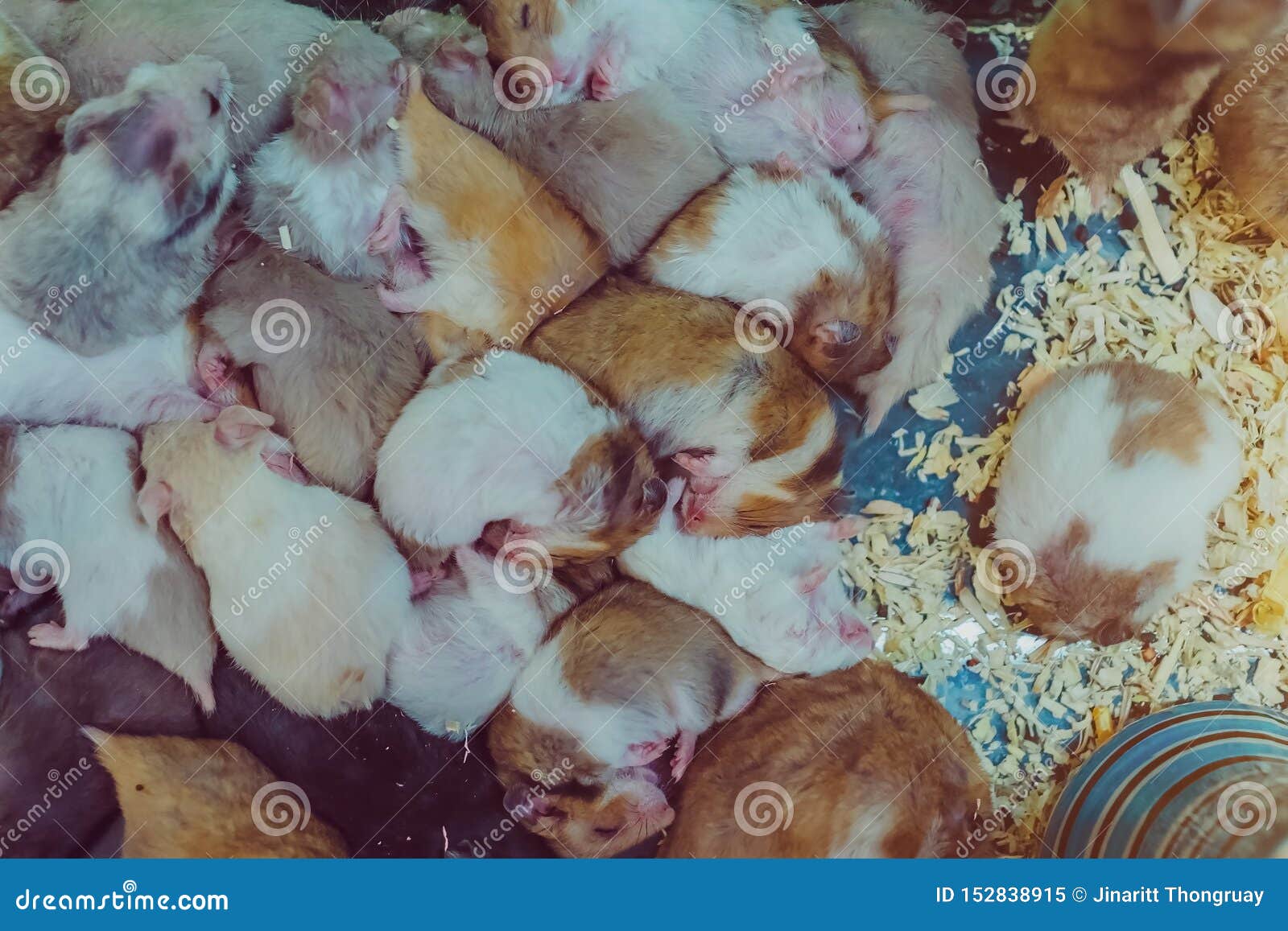 Many Rats are Sleeping, Resting and Eating Stock Image - Image of cage ...