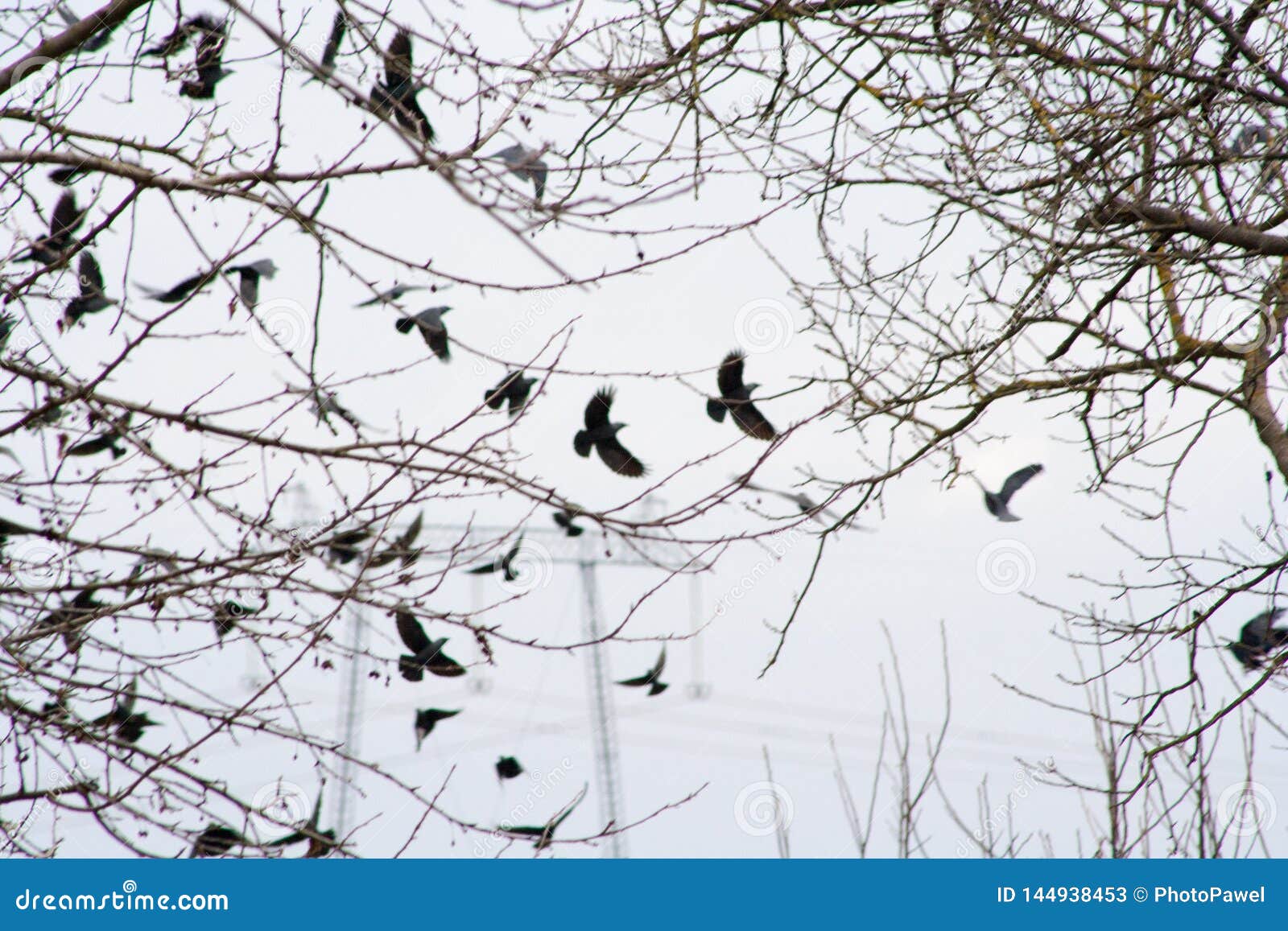 Many Ravens Winter in the Midst of Fields and Trees Stock Image - Image ...