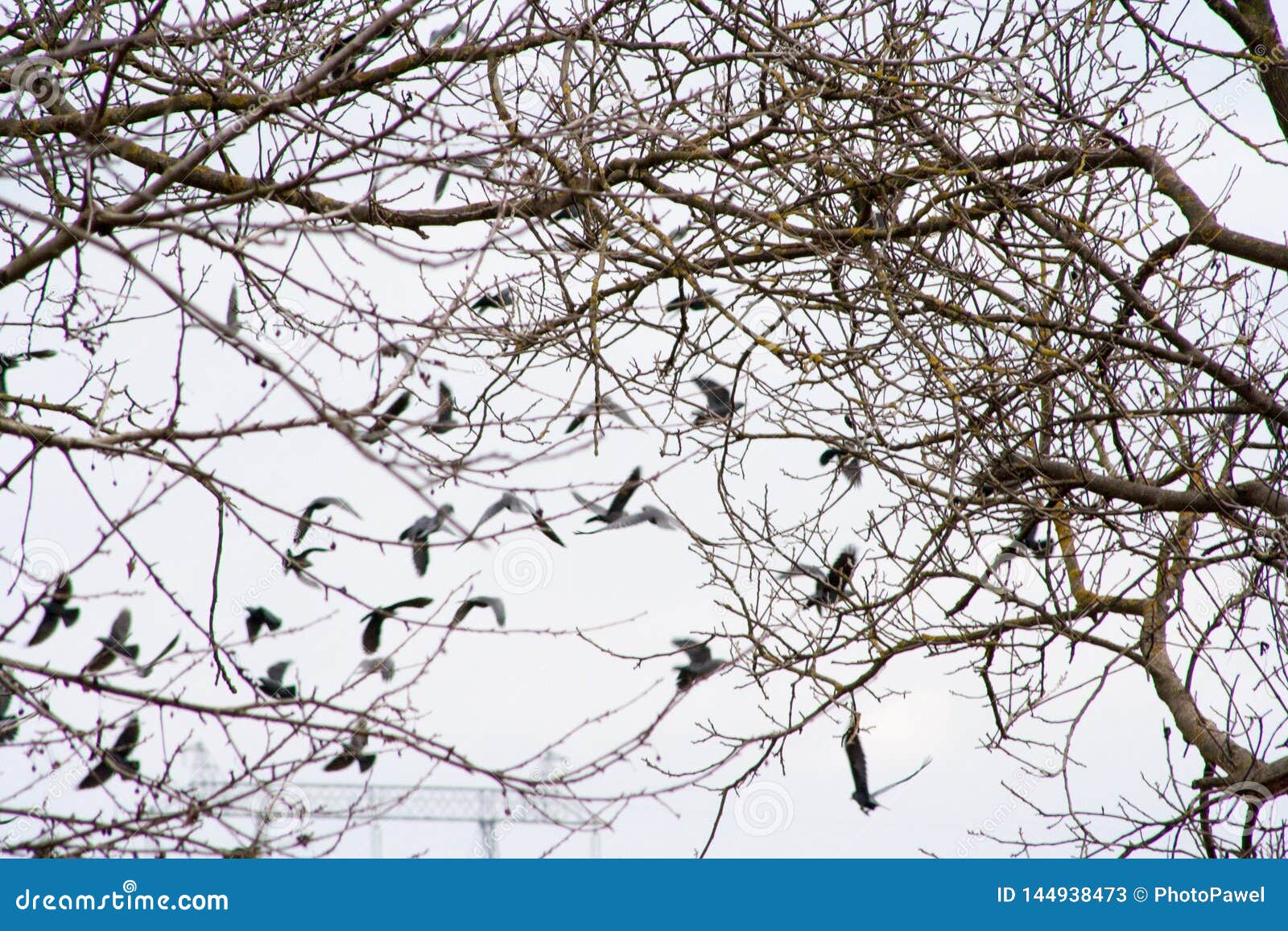 Many Ravens Winter in the Midst of Fields and Trees Stock Image - Image ...