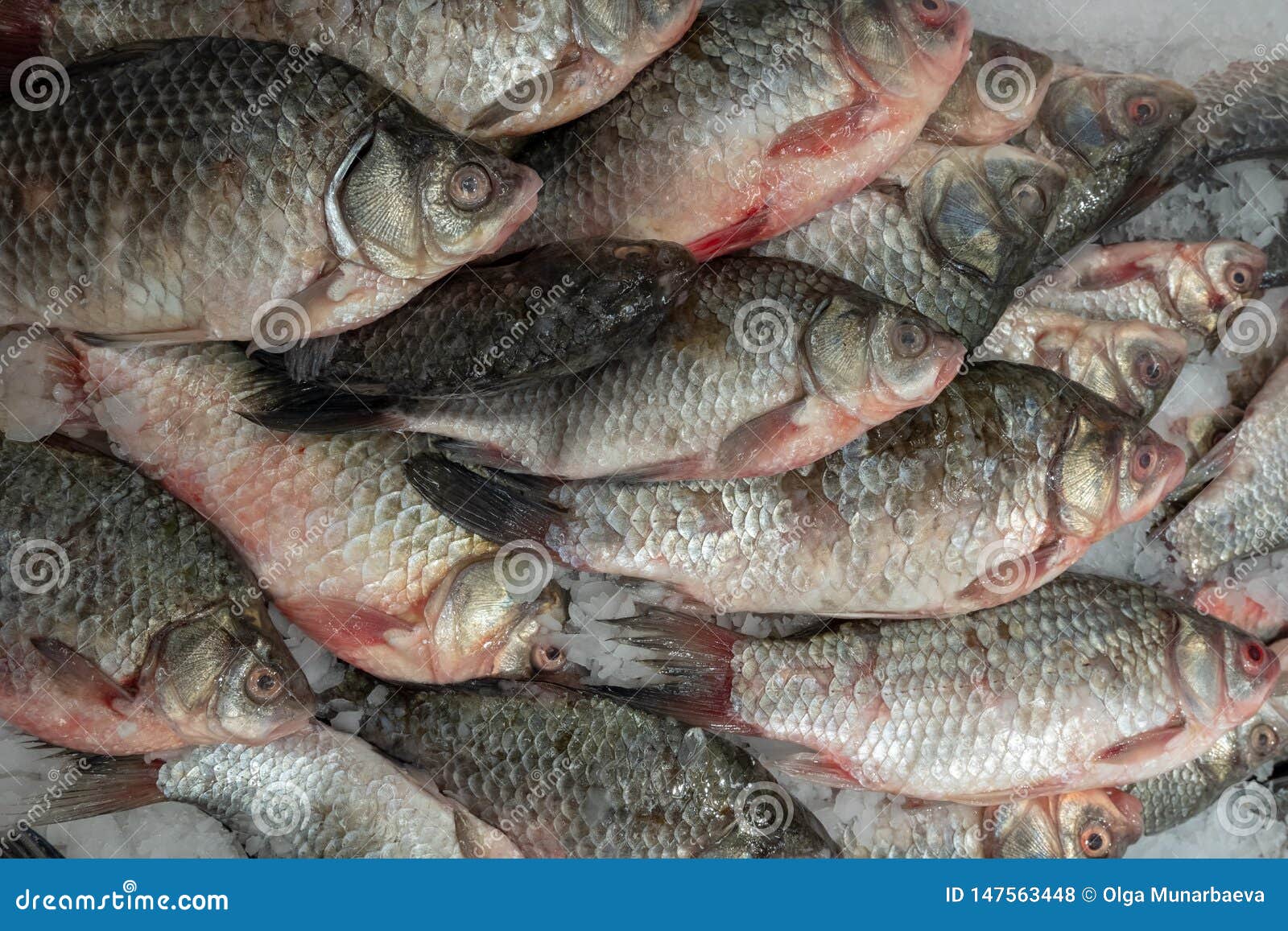 Many Raw Carcasses of Fish Carp on the Ice Stock Photo - Image of dish ...