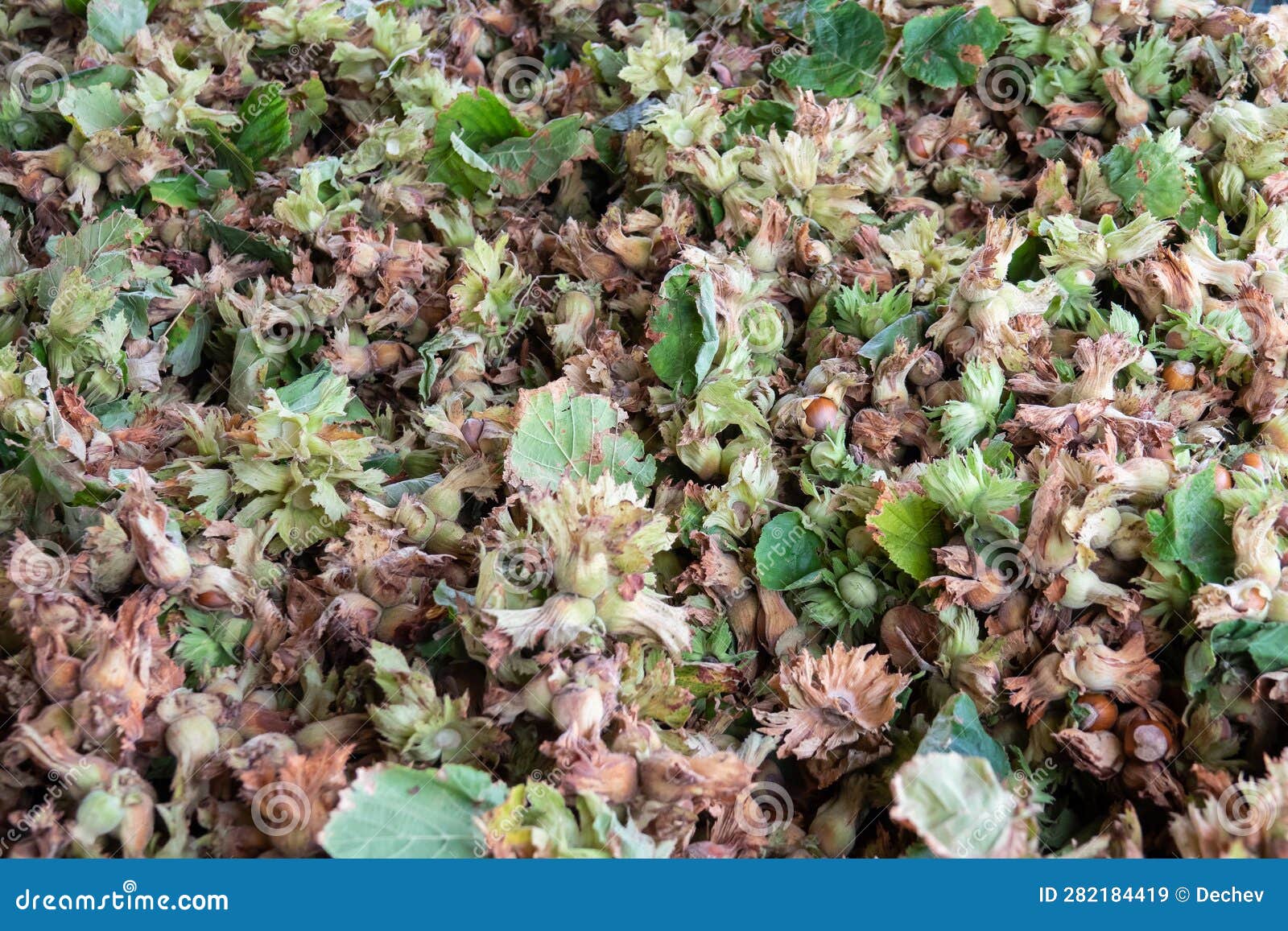 Many Raw Hazelnuts after Harvest. Hazelnuts on Organic Nut Farm.Drying ...