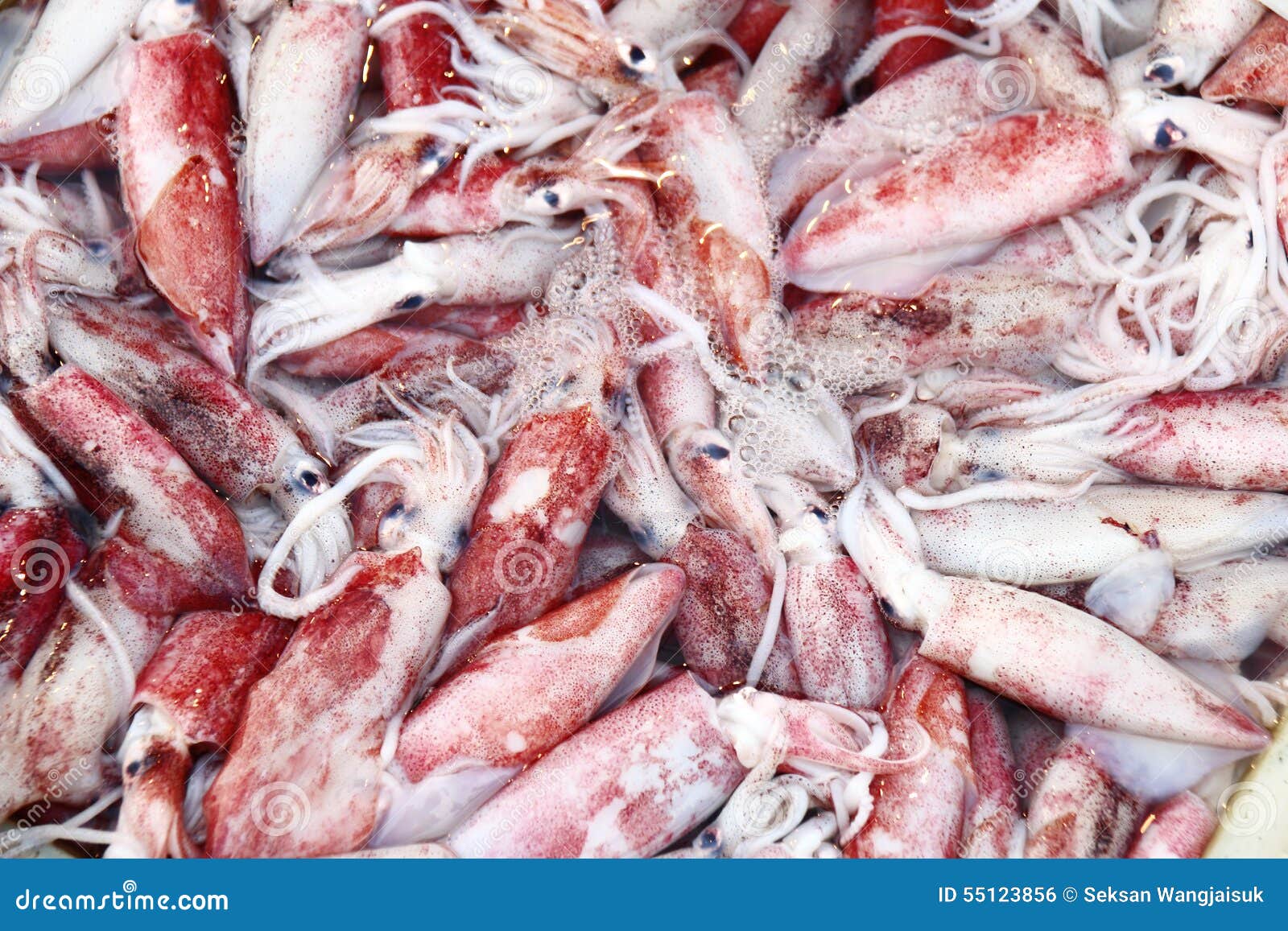 Many raw squid stock photo. Image of cuttlefish, food - 55123856