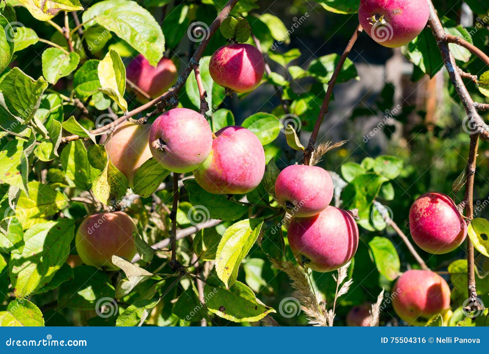 Many Red Apples Hanging on the Tree Stock Photo - Image of organic ...