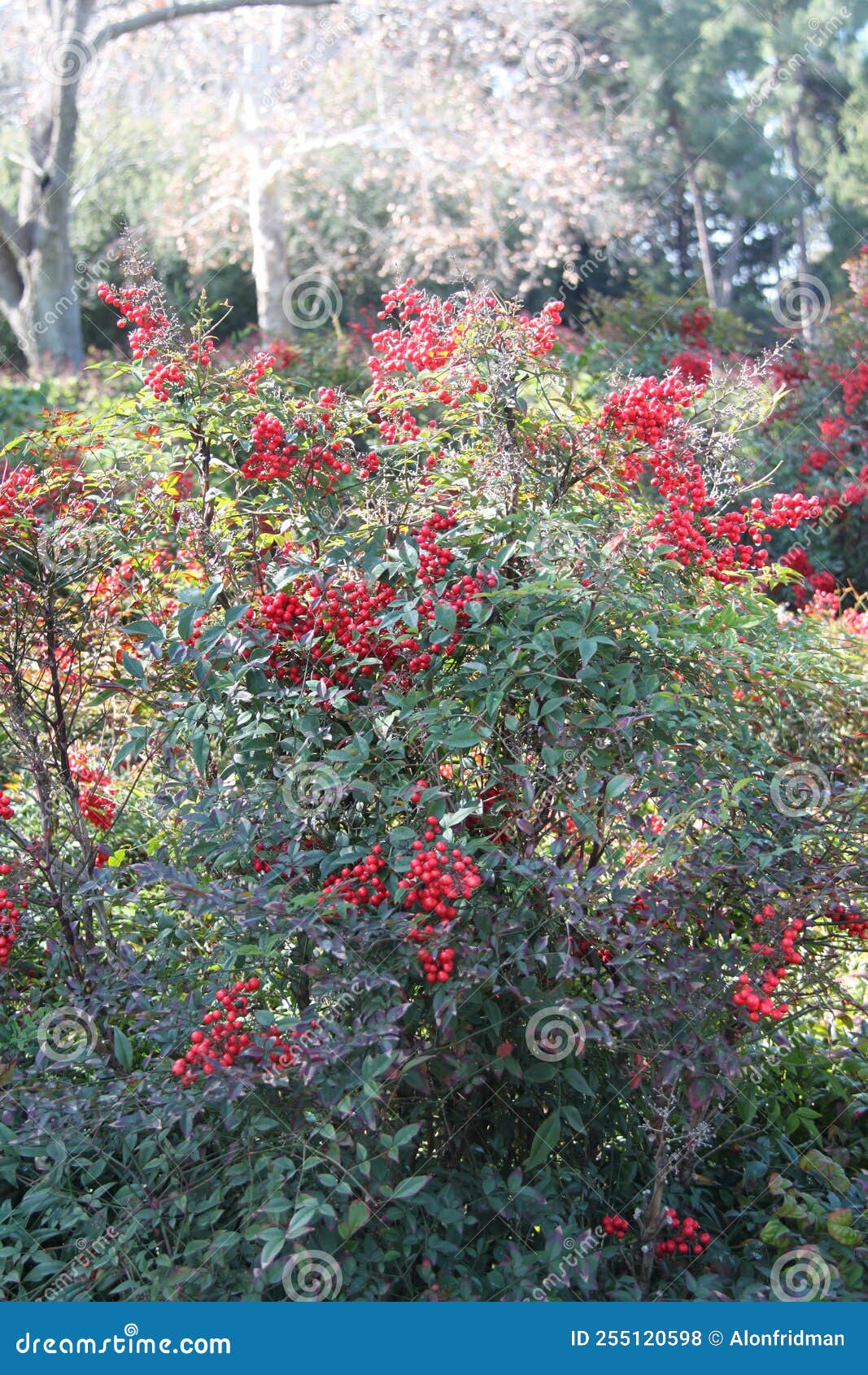 Many Red Berries Bush in the Forest Stock Photo - Image of berries ...