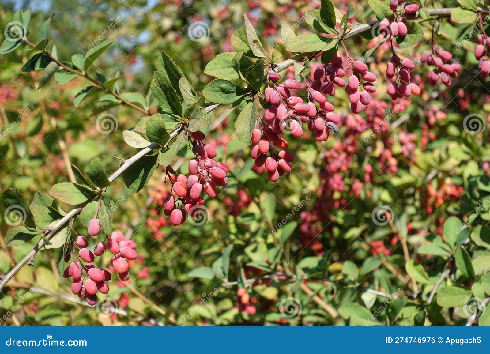 Many Red Berries of Barberry in Mid September Stock Photo - Image of ...