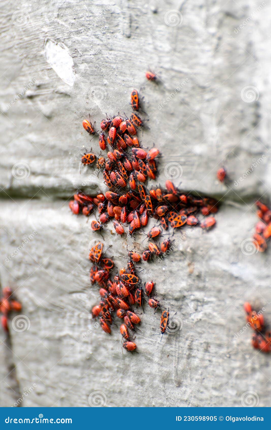 Many Red Bugs on the Foundation of the House Stock Image - Image of ...