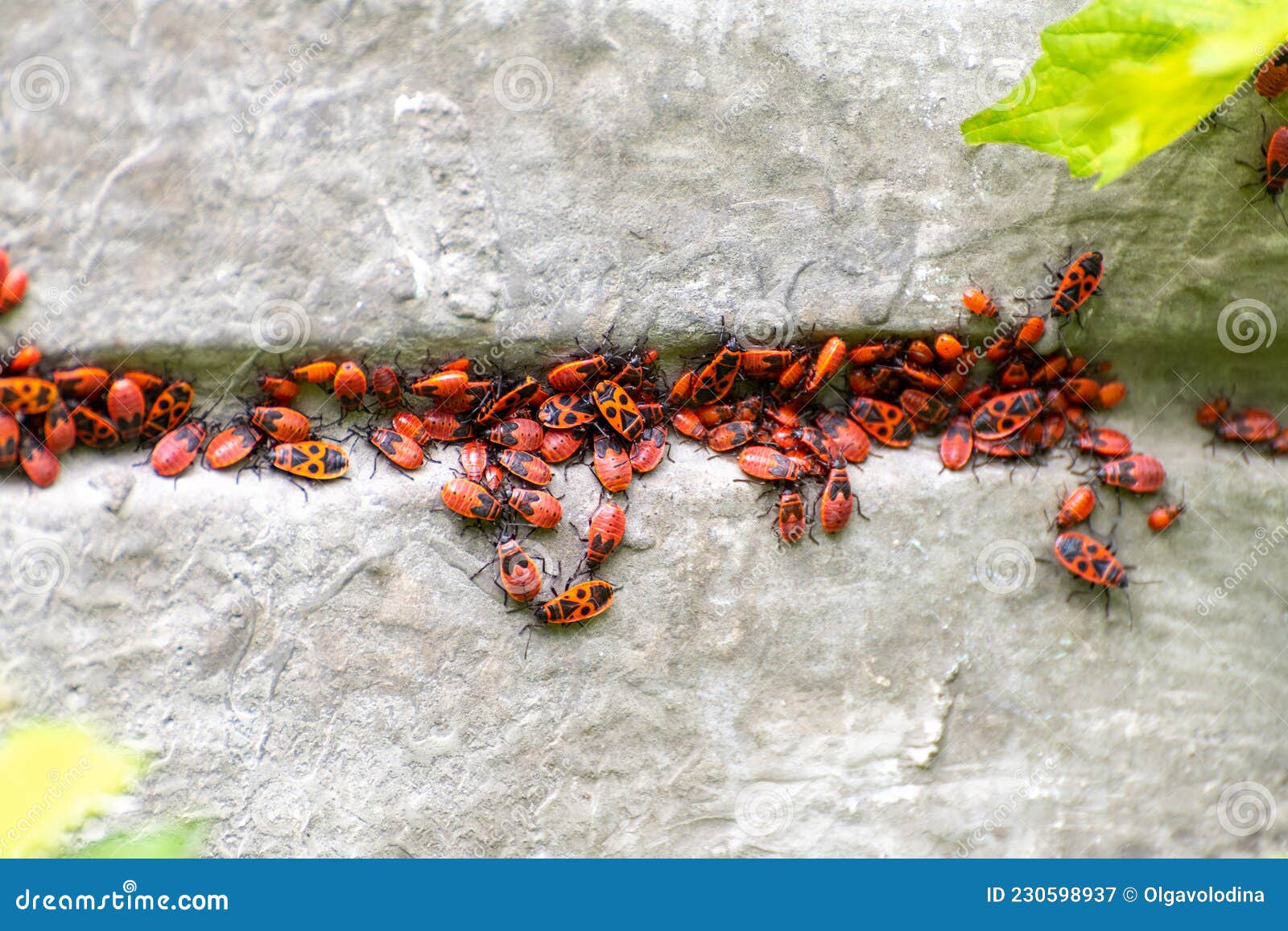 Many Red Bugs on the Foundation of the House Stock Image - Image of ...