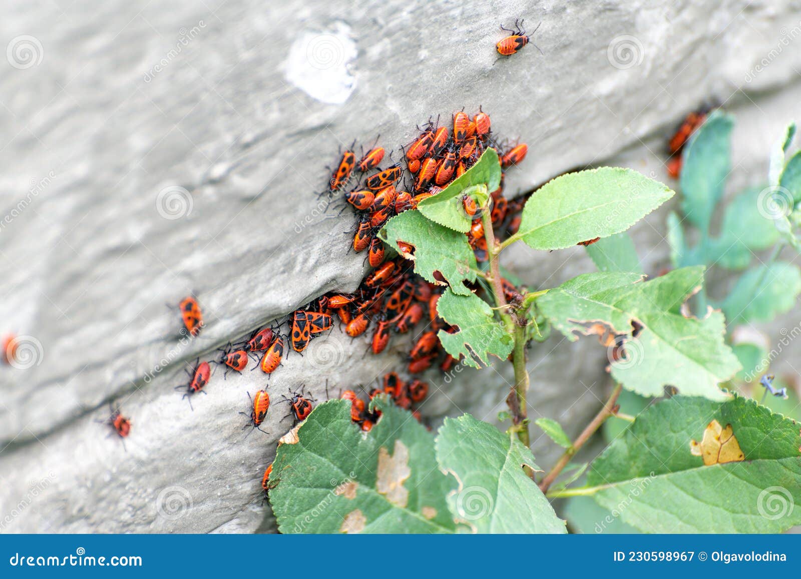Many Red Bugs on the Foundation of the House Stock Image - Image of ...