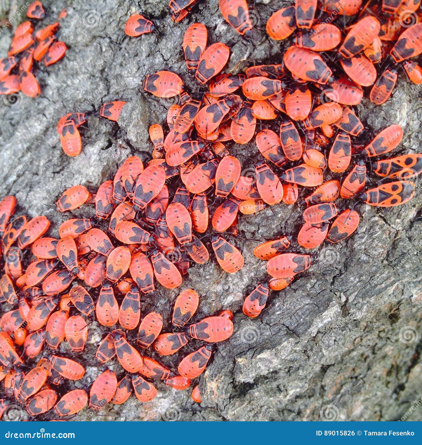 Many red bugs stock photo. Image of soldiers, beetles - 89015826