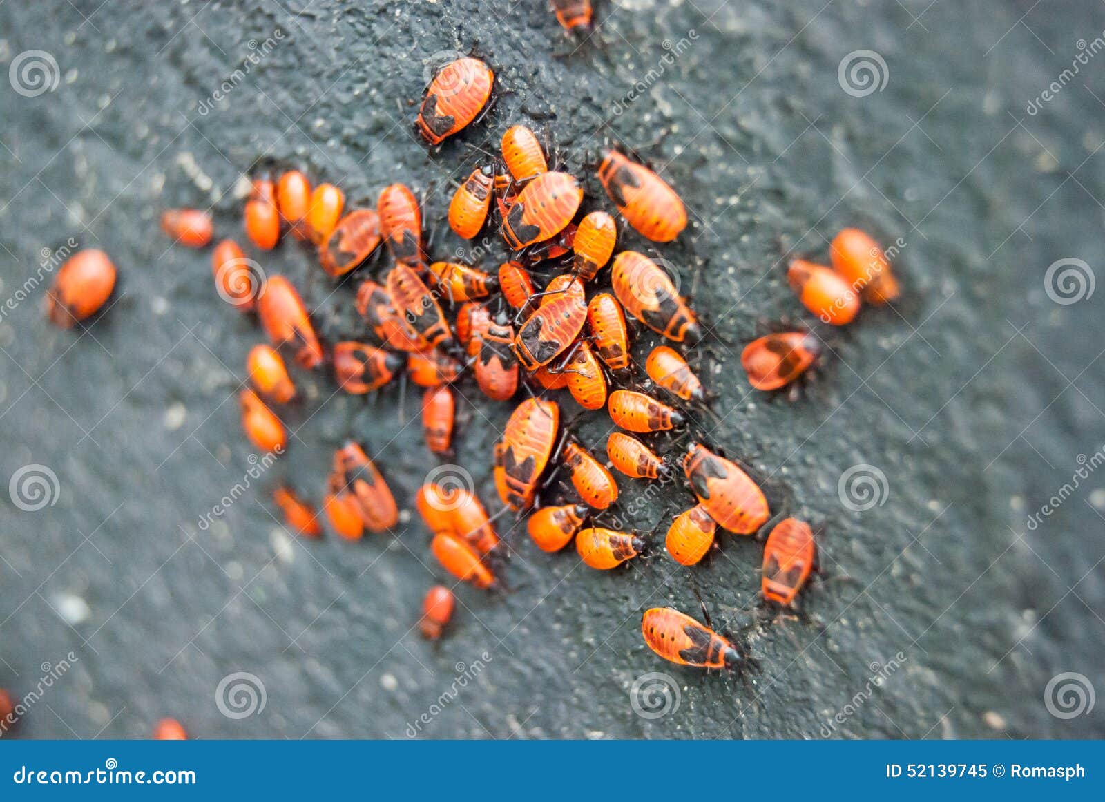 Many red bugs on tree bark stock image. Image of multiple - 52139745