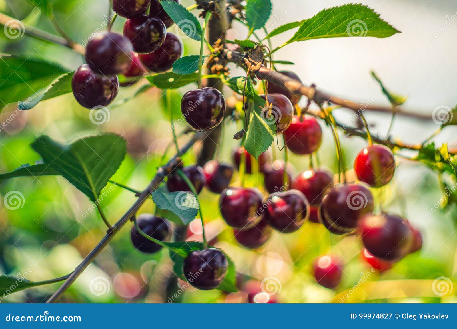 Many Red Cherry with Branch on Tree Stock Image - Image of farm ...