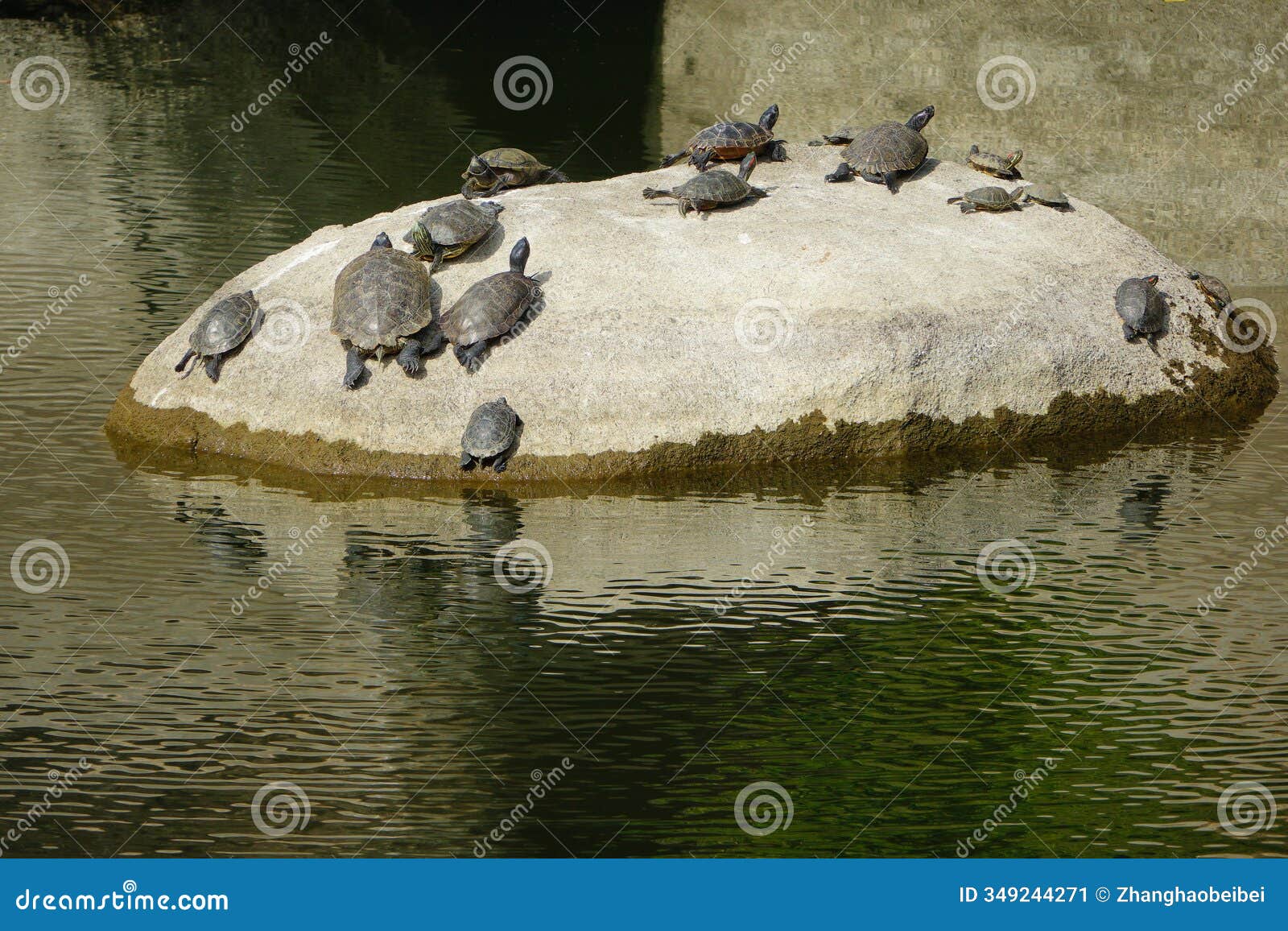 Red-eared Turtle Royalty-Free Stock Photography | CartoonDealer.com ...