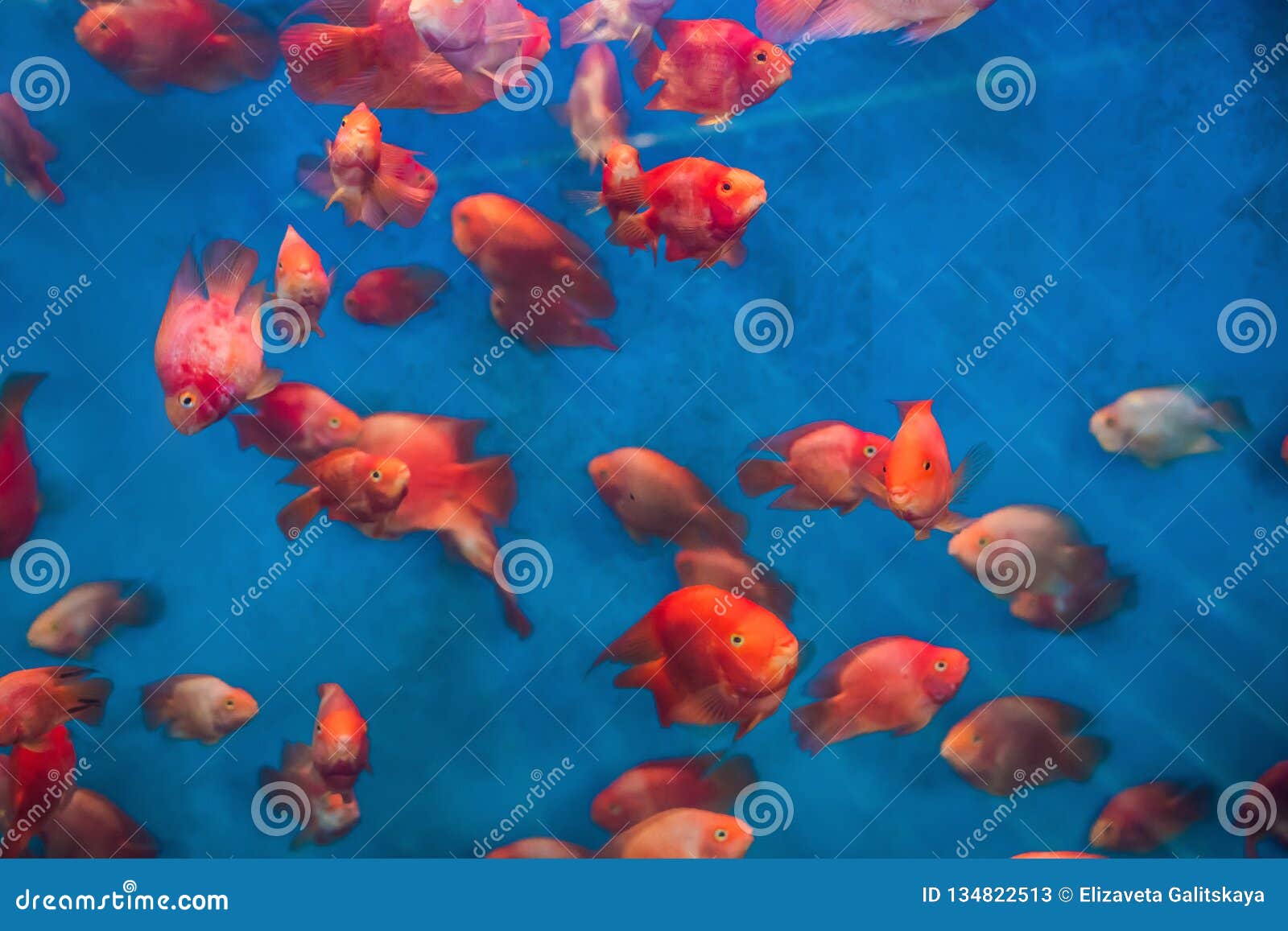 Many Red Fish in a Blue Aquarium Stock Image - Image of fighting ...