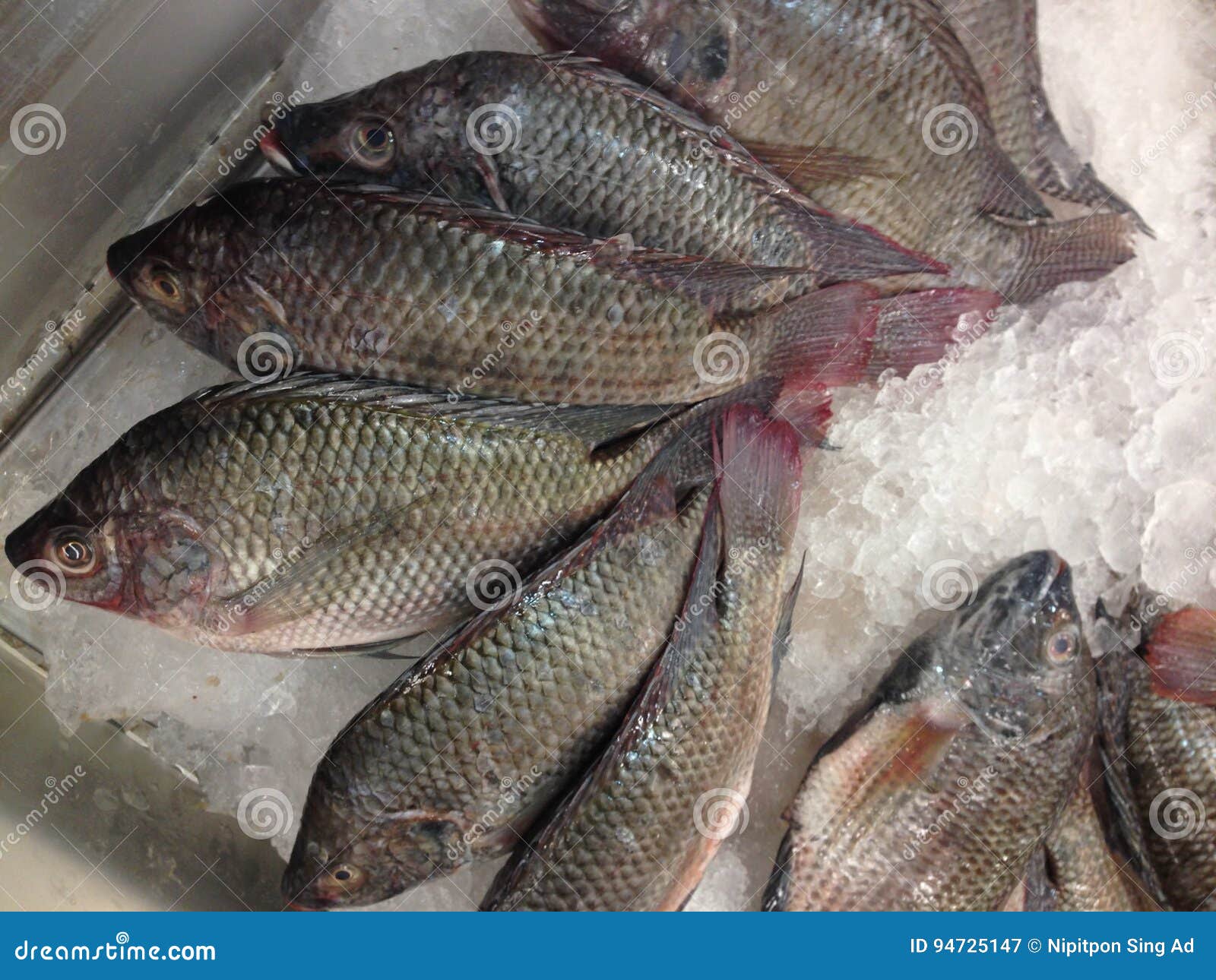 Many red fish are frozen stock image. Image of sale, saba - 94725147