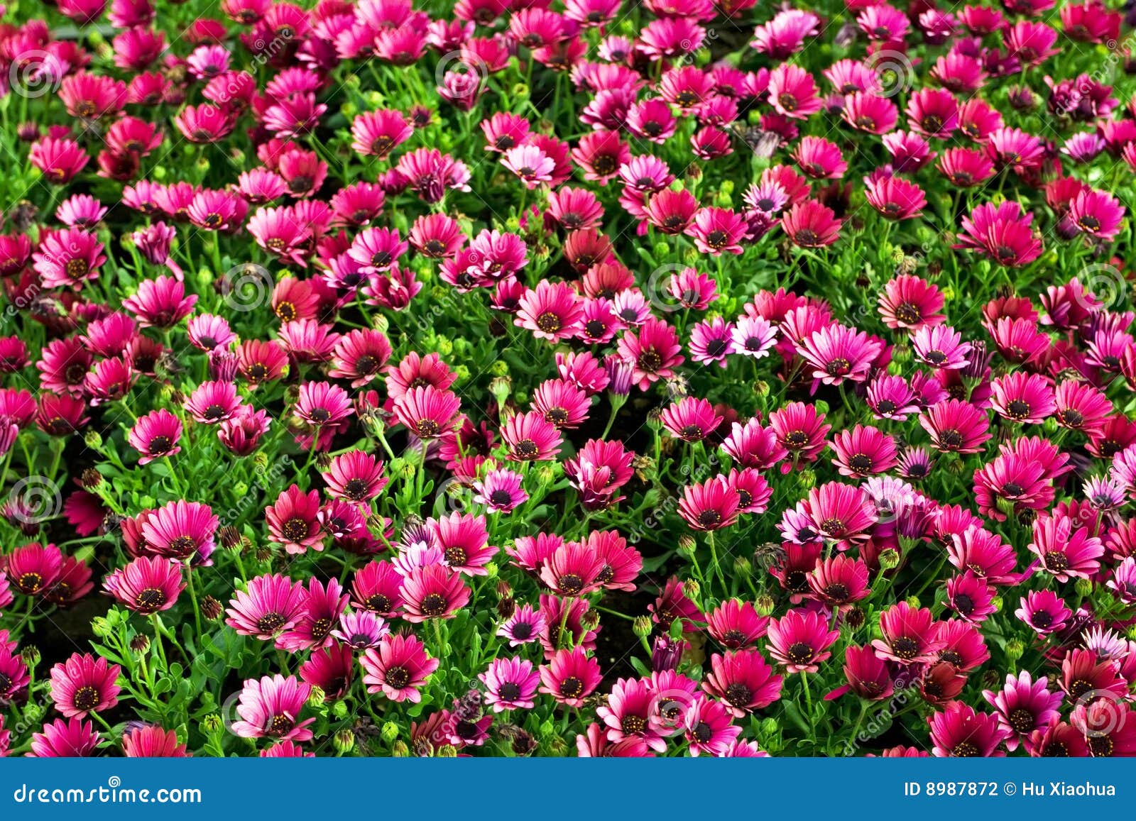 Many red flowers stock photo. Image of green, natural - 8987872