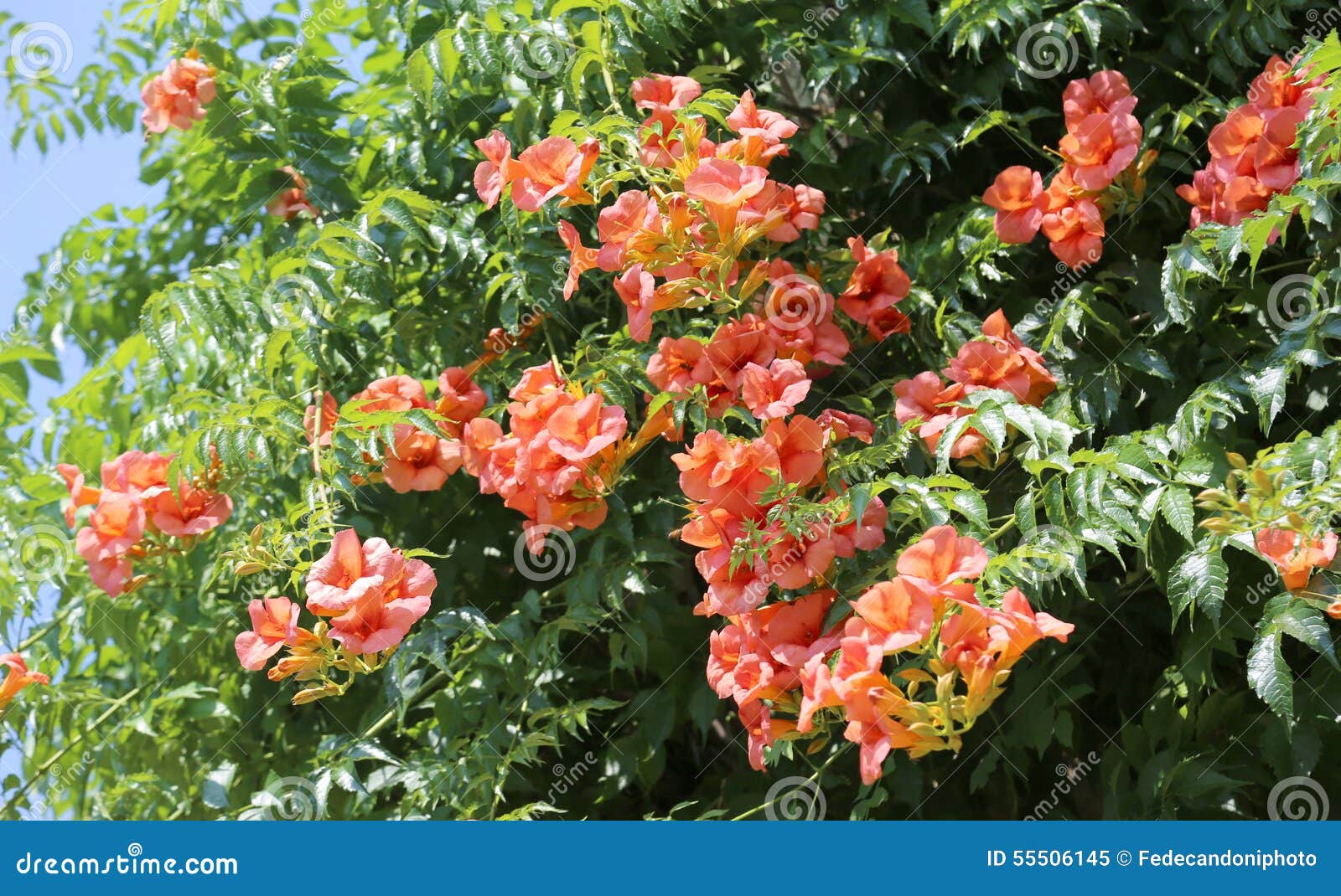 Many Red Flowers of a Tropical Tree in Summer Stock Image - Image of ...