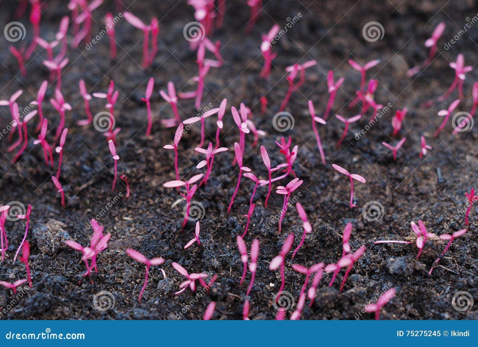 Many red germs stock image. Image of moist, selection - 75275245