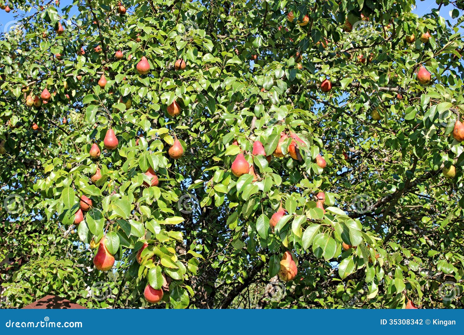 Many Red Pear Fruit on the Branches Stock Photo - Image of summer ...