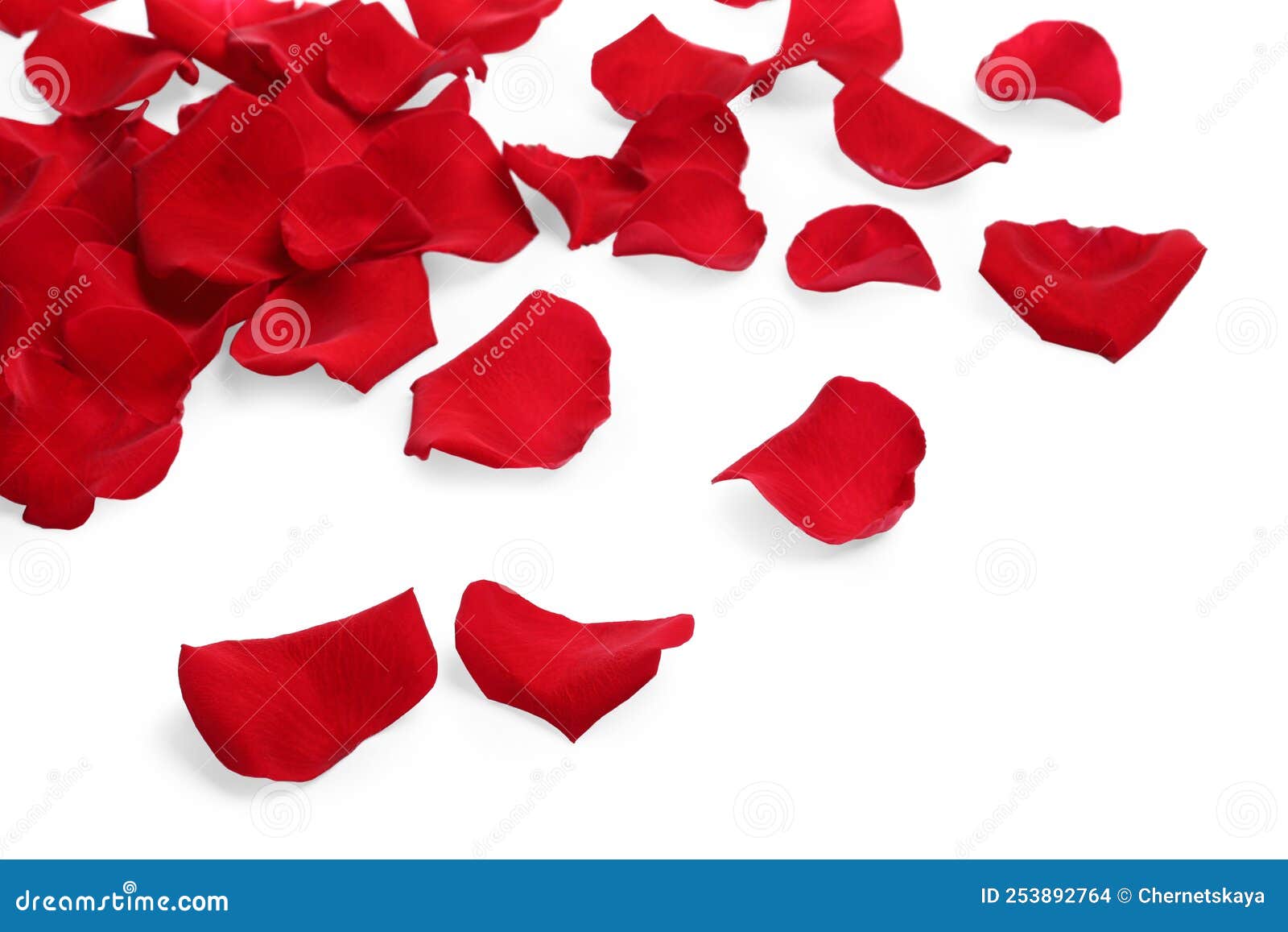 Many Red Rose Petals on White Background Stock Photo - Image of bright ...