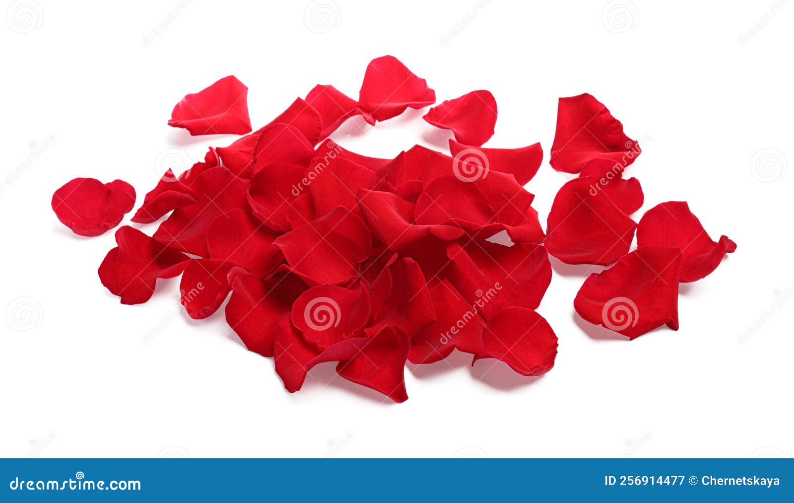 Many Red Rose Petals on White Background Stock Image - Image of date ...