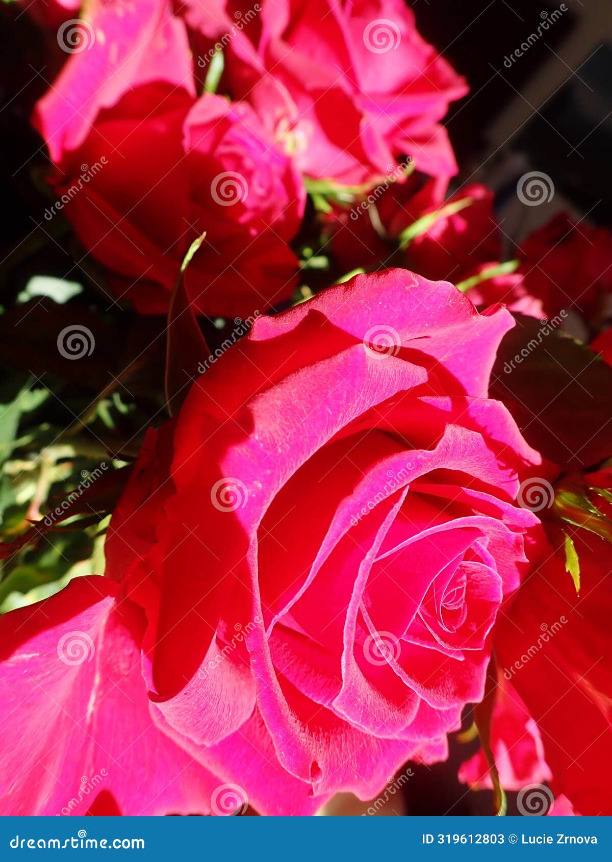 Many Red Roses As a Velantine Lovers Day Gift Stock Image - Image of ...