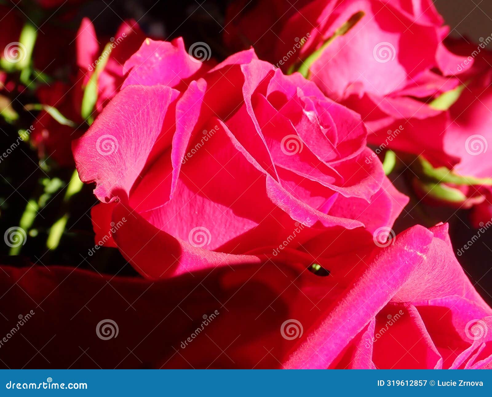 Many Red Roses As a Velantine Lovers Day Gift Stock Image - Image of ...